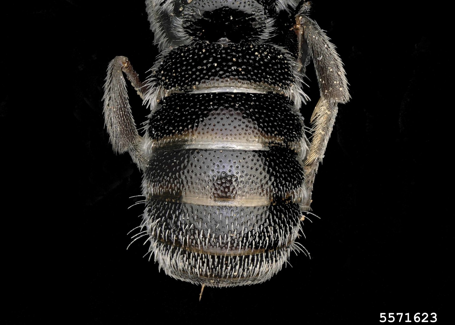 Bee (Afrostelis aethiopica)