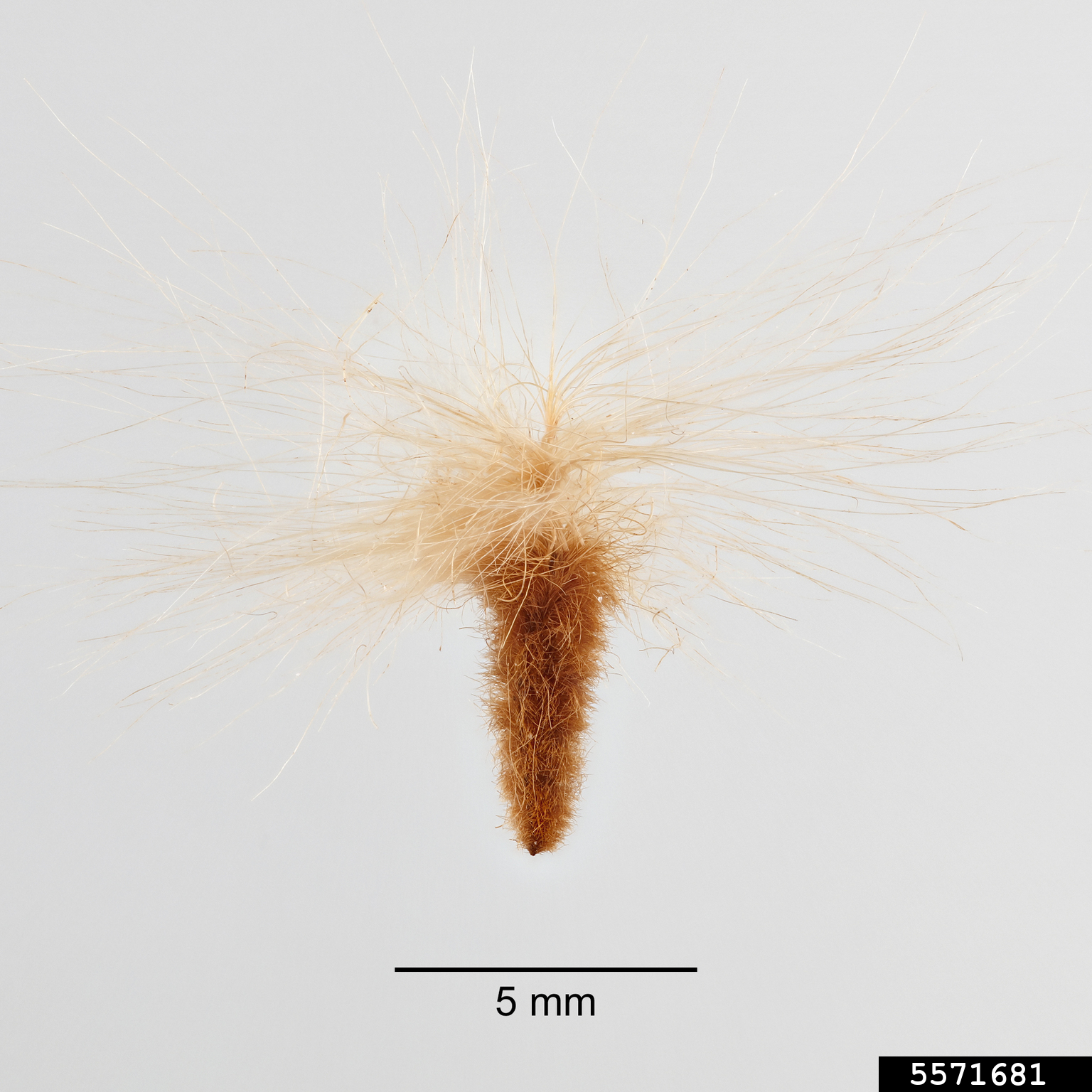 oleander (Nerium oleander)