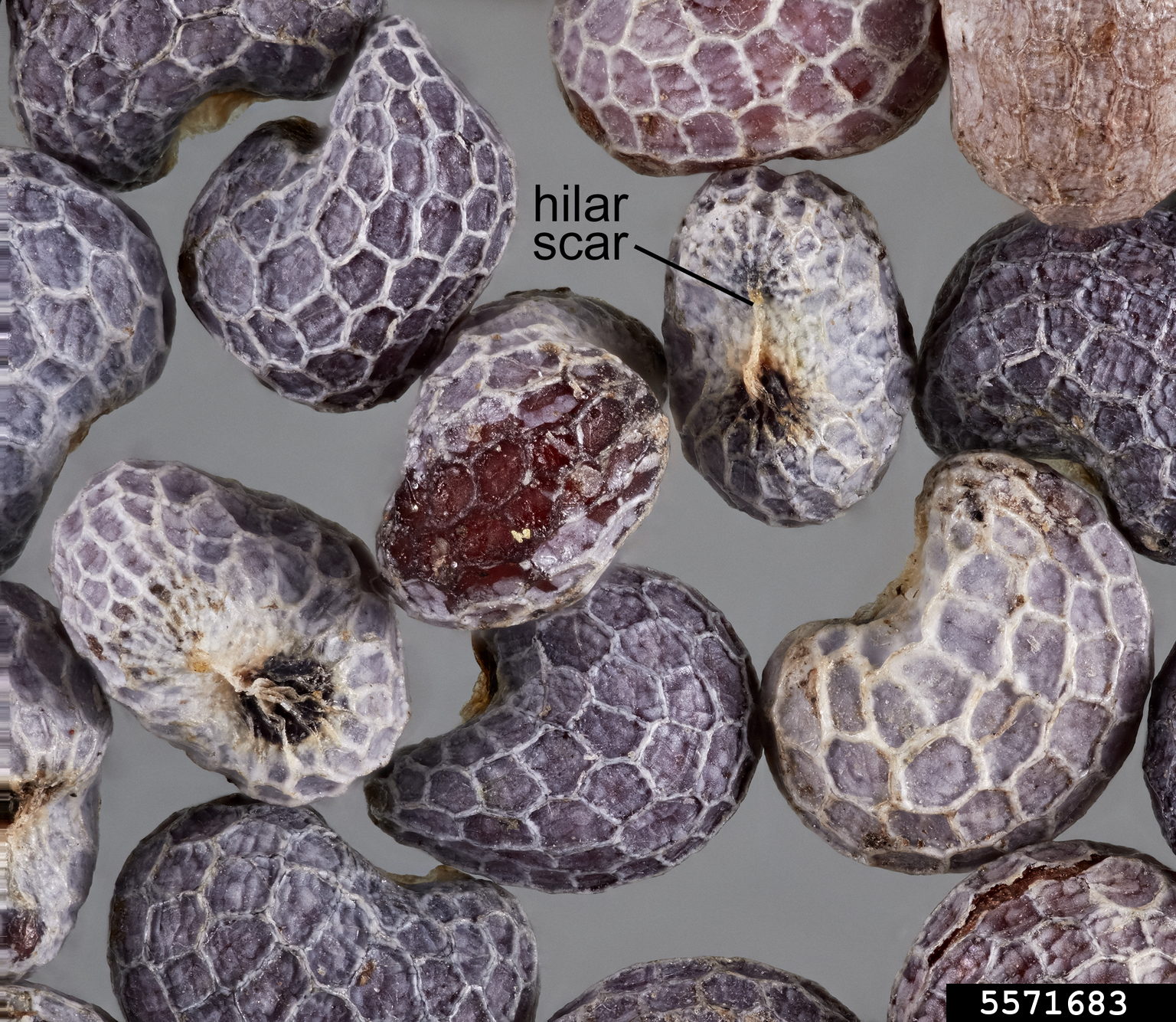 opium poppy (Papaver somniferum)