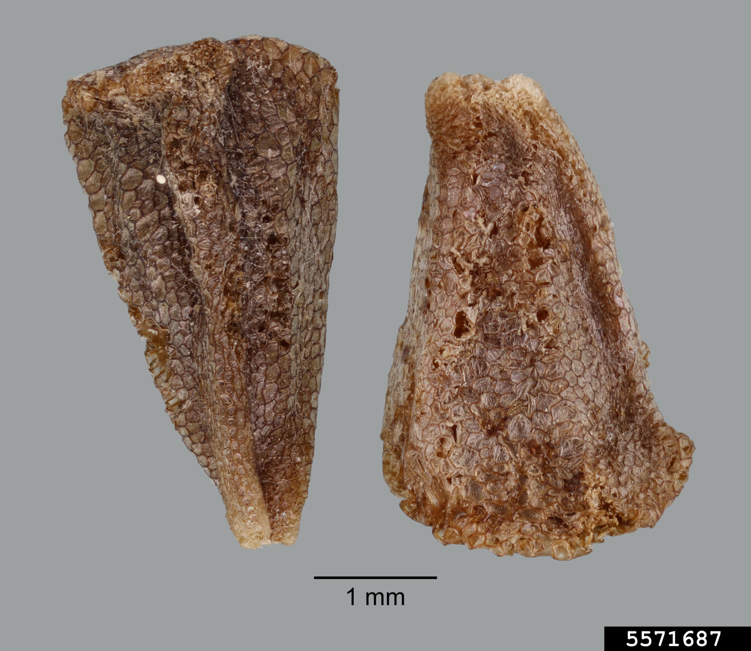 African rue (Peganum harmala)