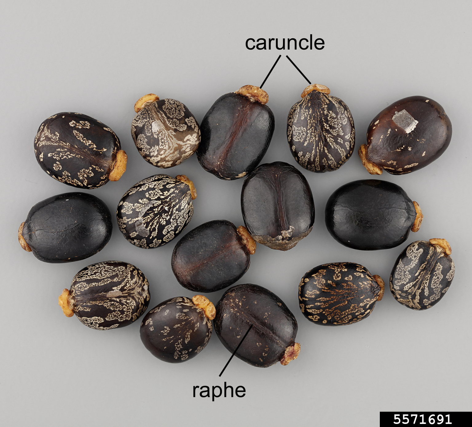 castorbean (Ricinus communis L.)