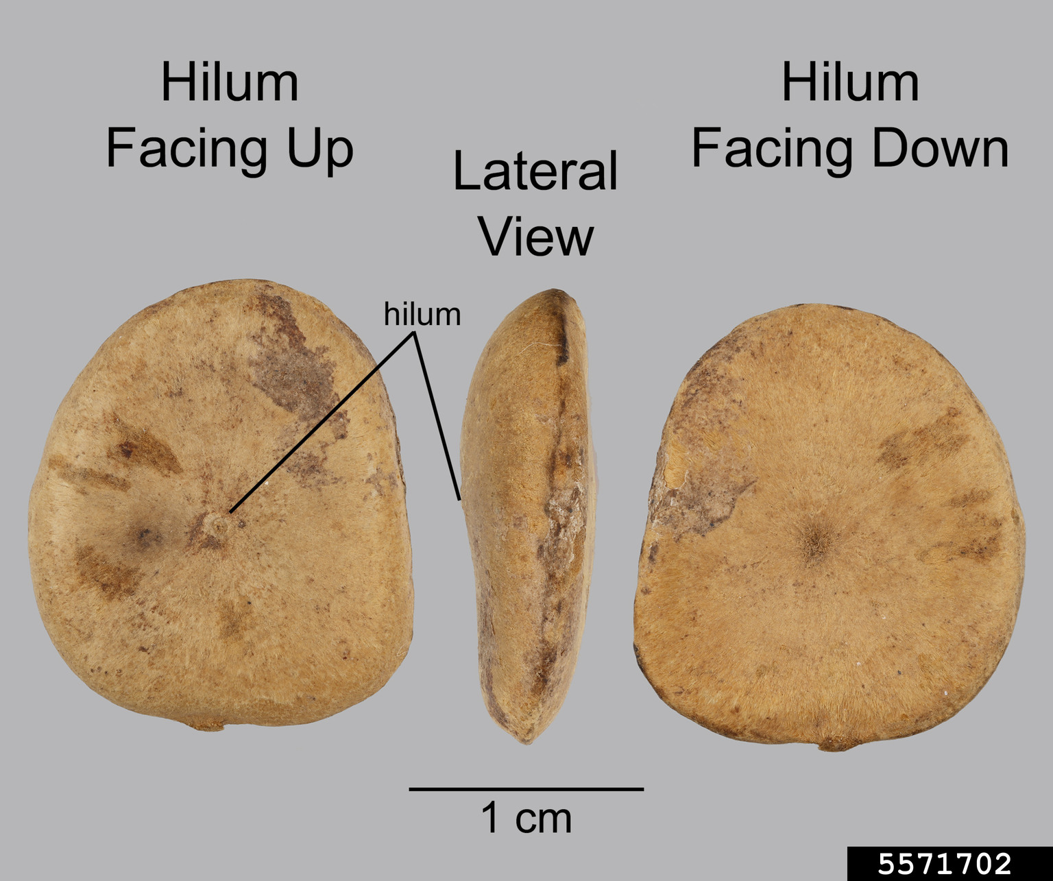 strychnine tree (Strychnos nux-vomica)