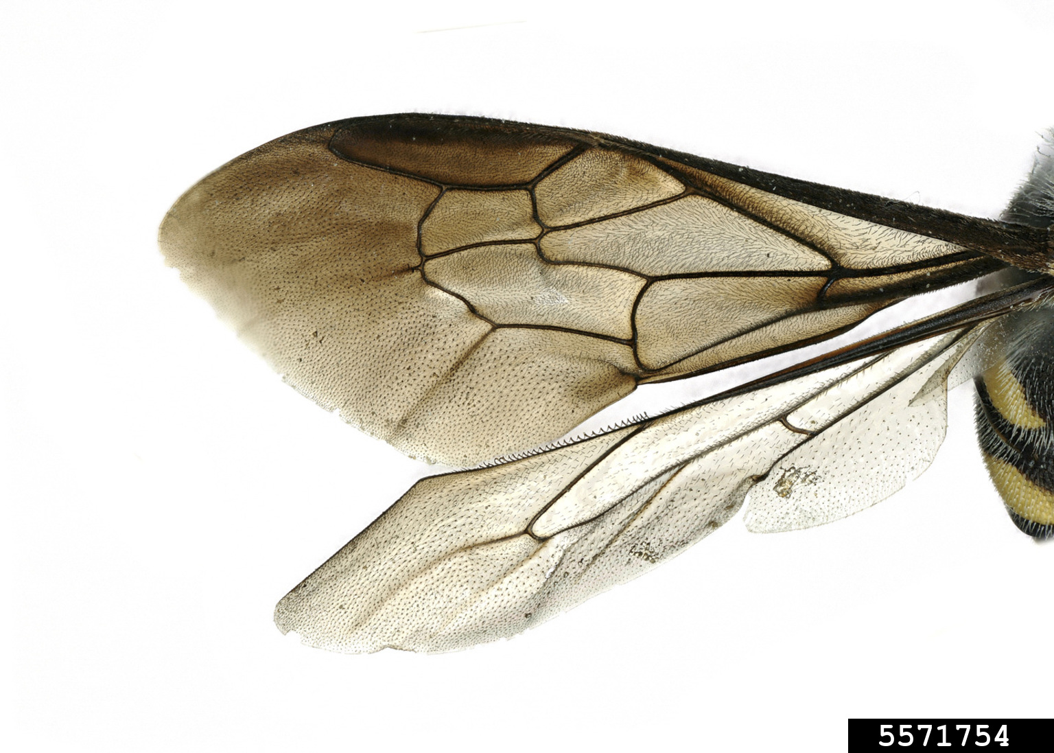 Bee (Aztecanthidium tenochtitlanicum)