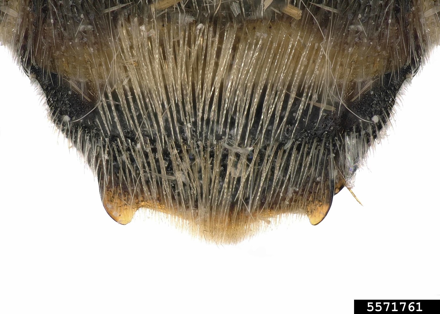 Bee (Benanthis madagascariensis)