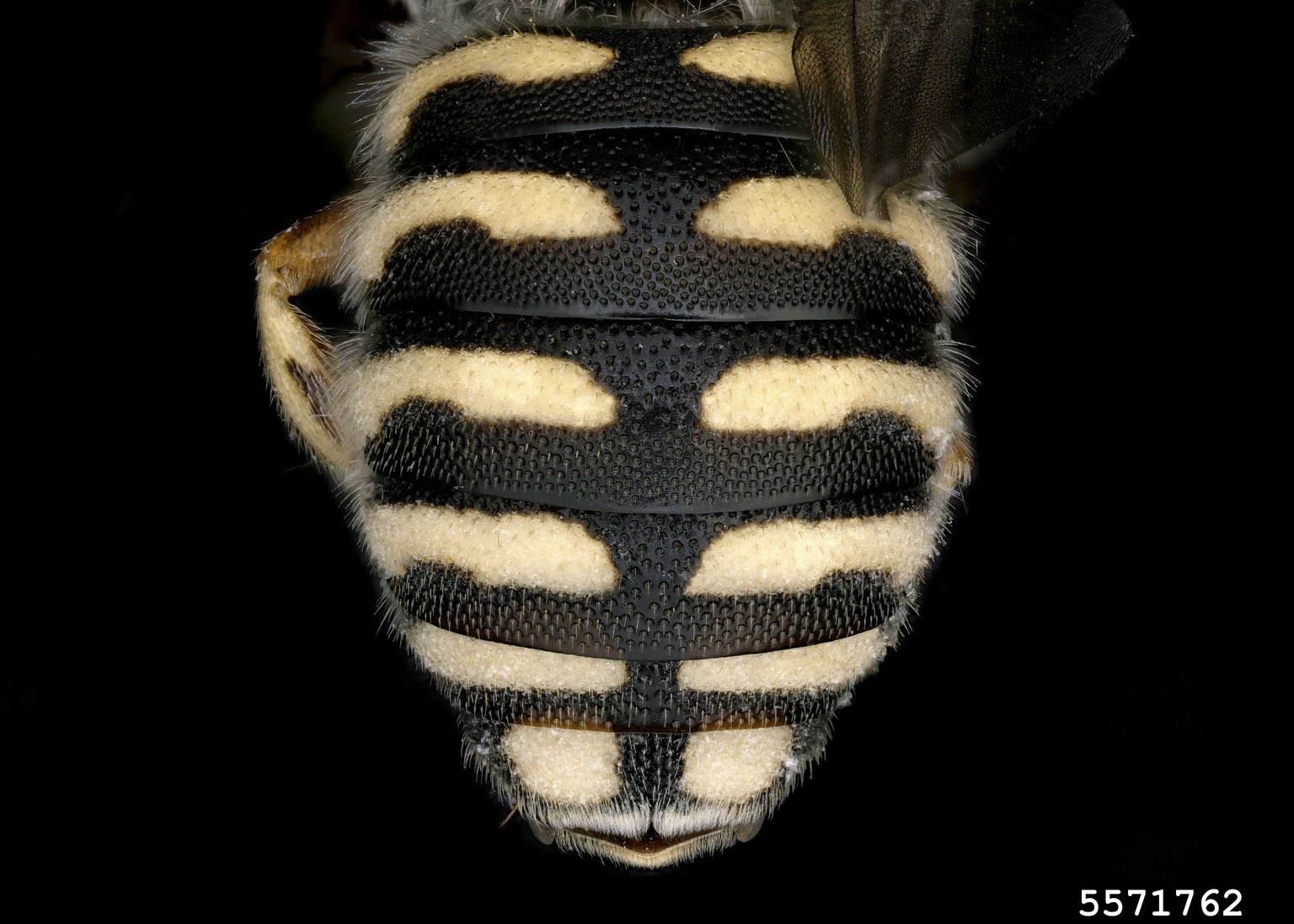 Bee (Benanthis madagascariensis (Benoist, 1963))