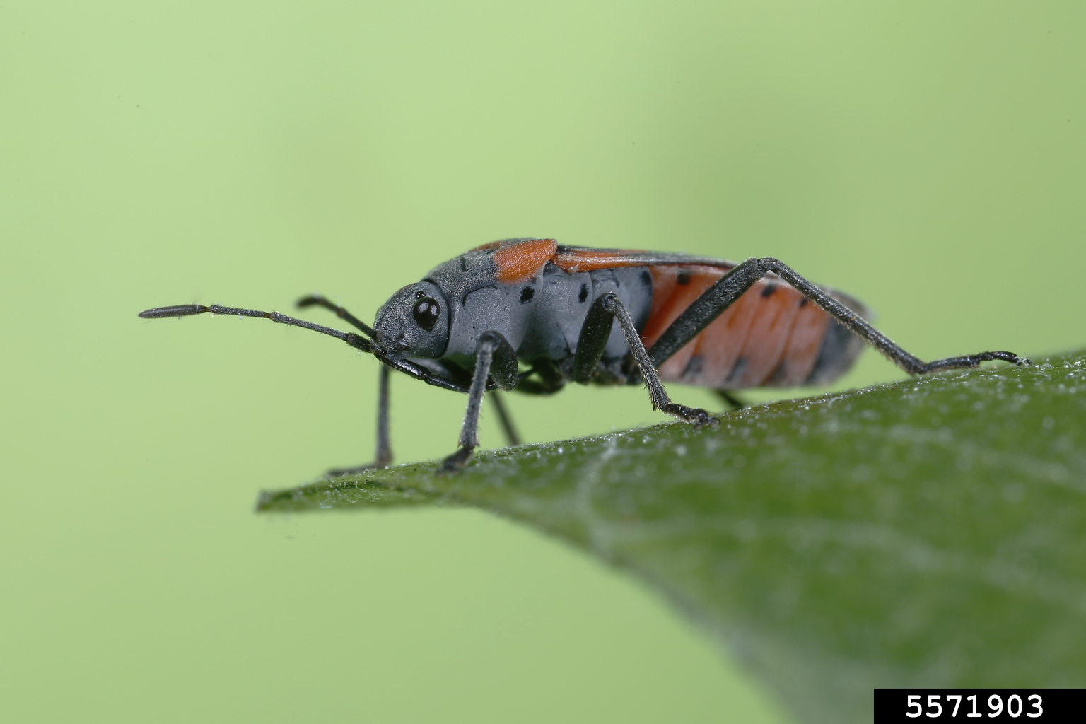 small milkweed bug, Lygaeus kalmii (Hemiptera: Lygaeidae) - 5571903