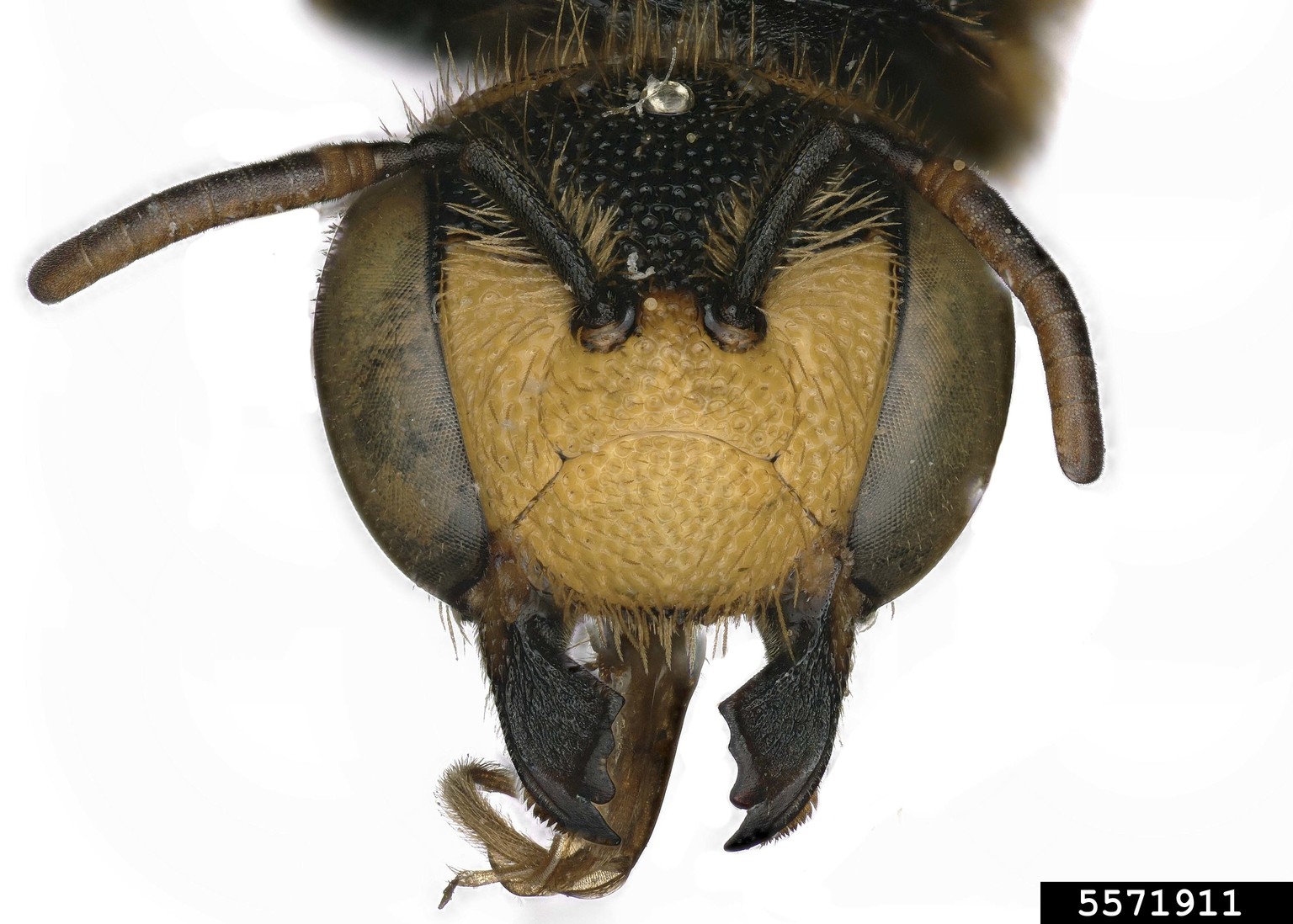 Bee (Genus Anthidiellum)