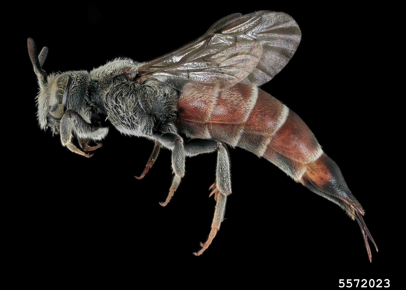 Bee (Paradioxys ruyanensis Baker, 1998)