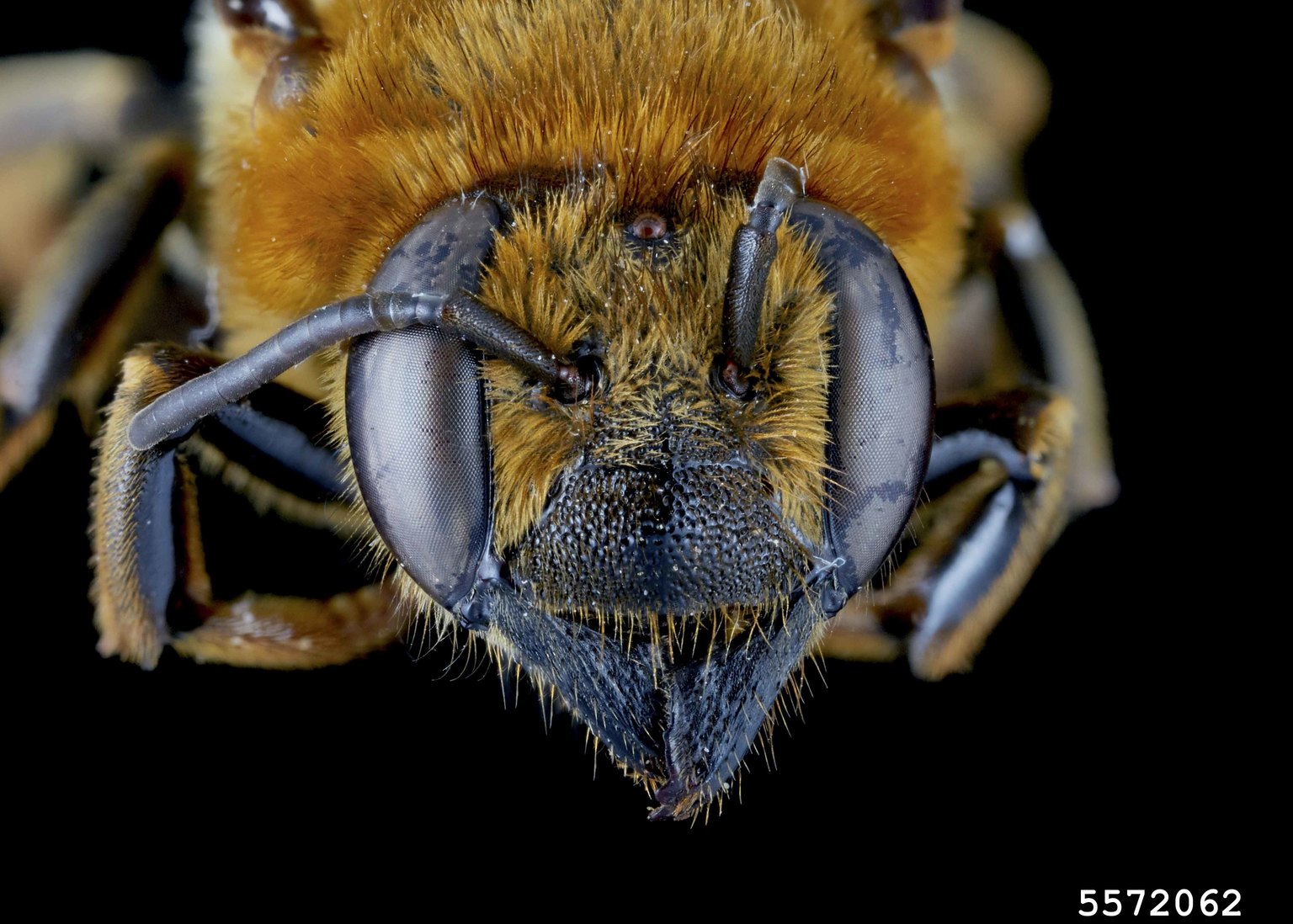 Bee (Gronoceras africanibium)