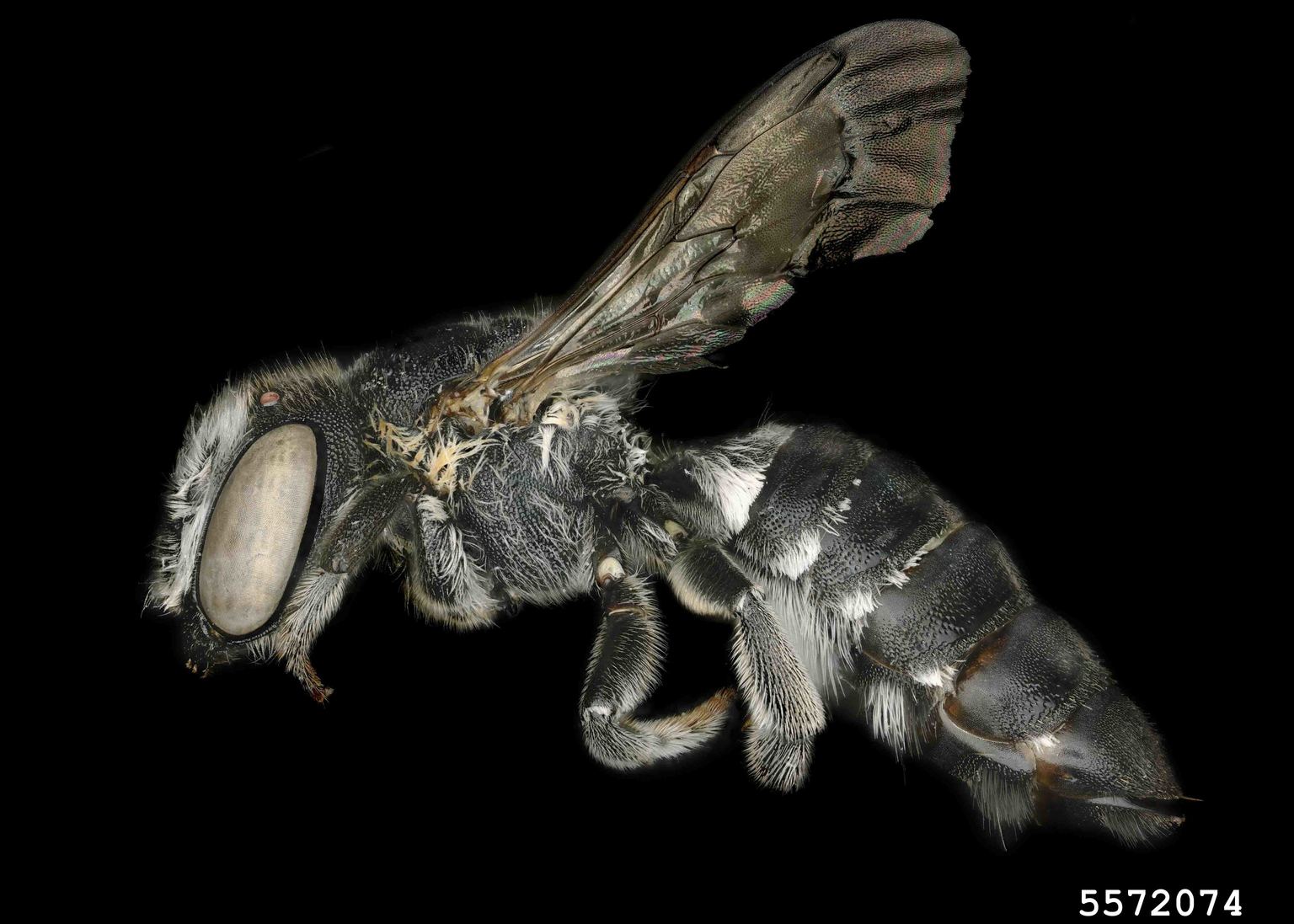 Bee (Megachile apicalis)