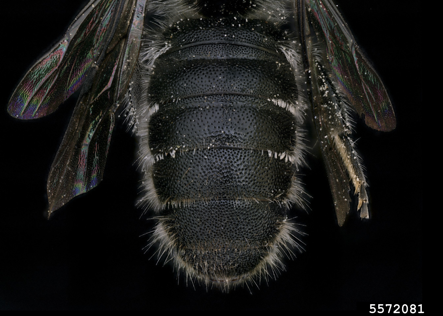 Bee (Afroheriades primus)