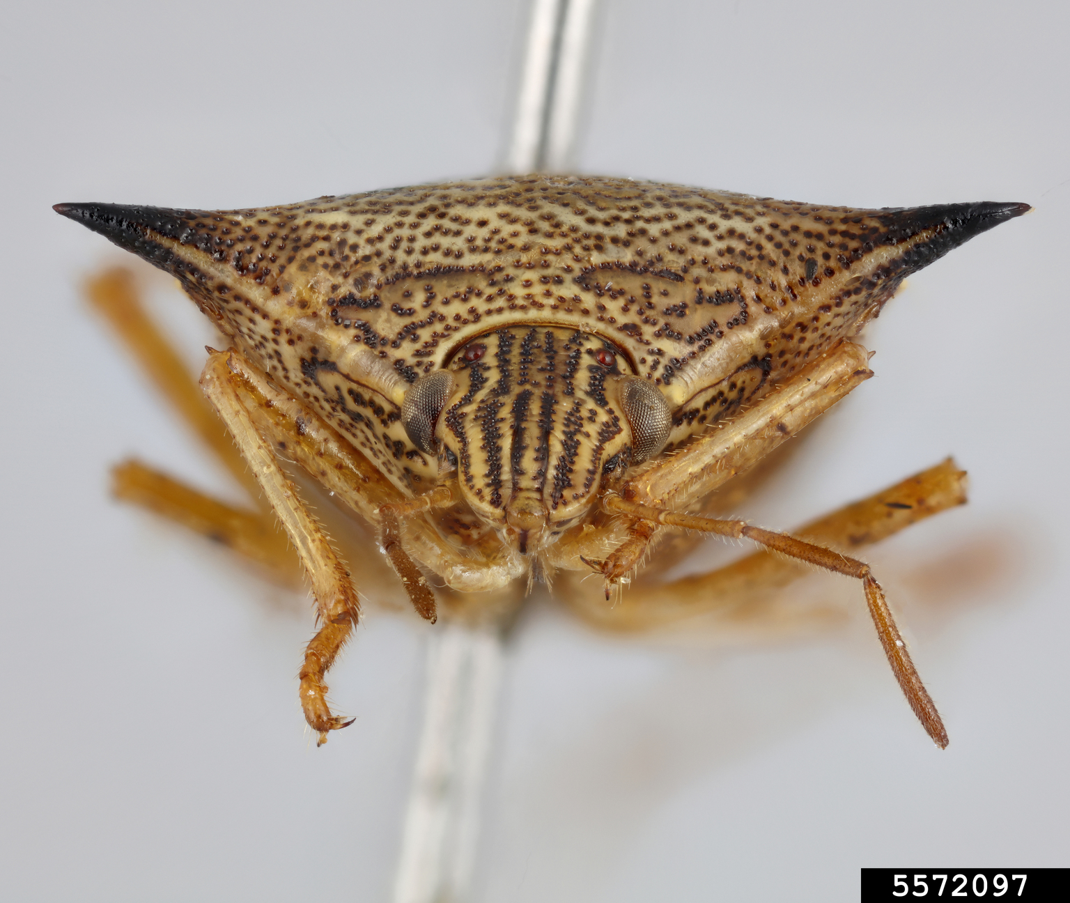 stink bug (Aspavia armigera Fabricius)