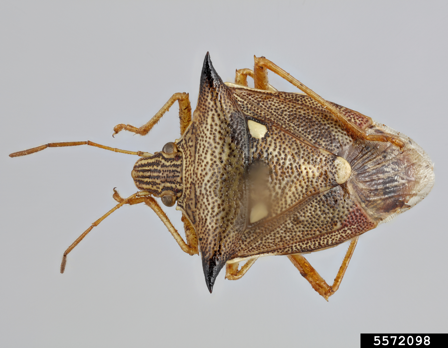 stink bug (Aspavia armigera Fabricius)