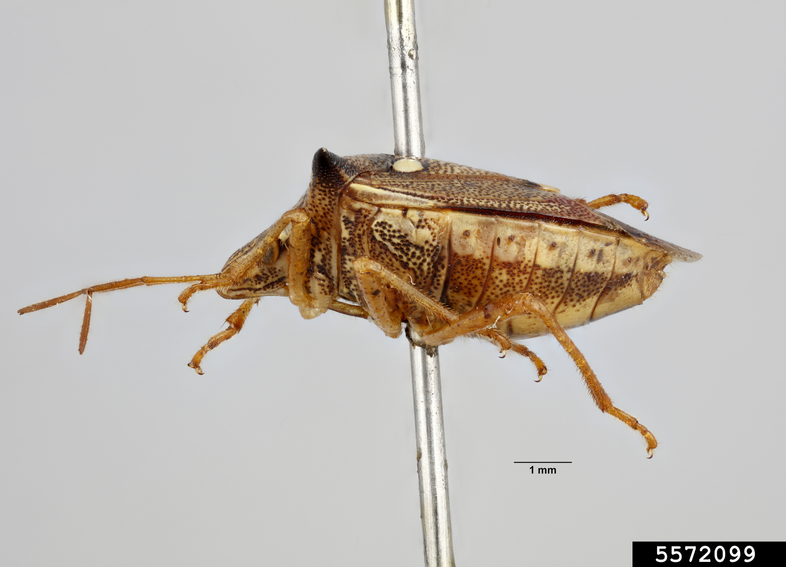 stink bug (Aspavia armigera Fabricius)