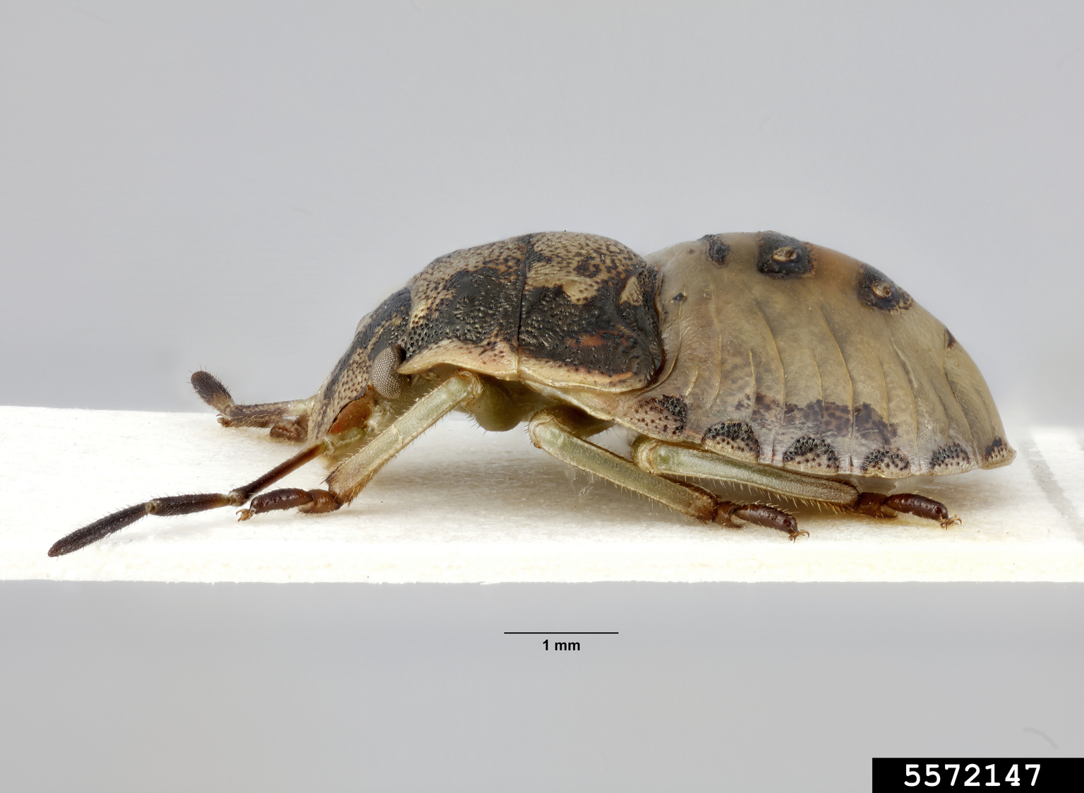 shield bug (Chlorochroa juniperina (Linnaeus))