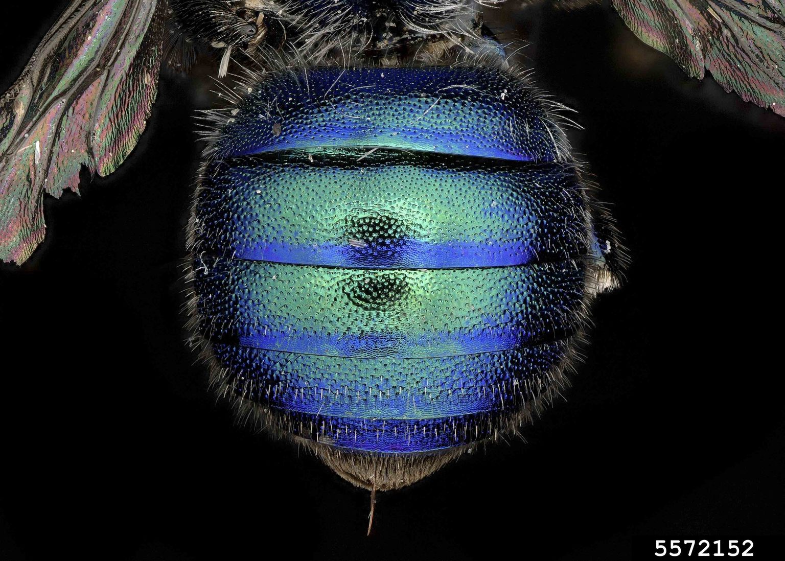 Bee (Osmia calla Cockerell, 1897)