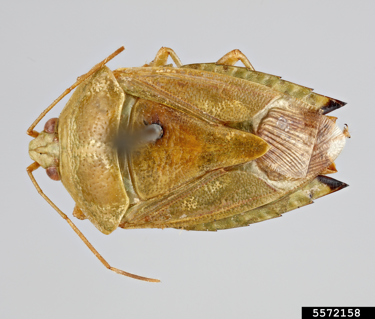 stink bug (Edessa rixosa Stal)