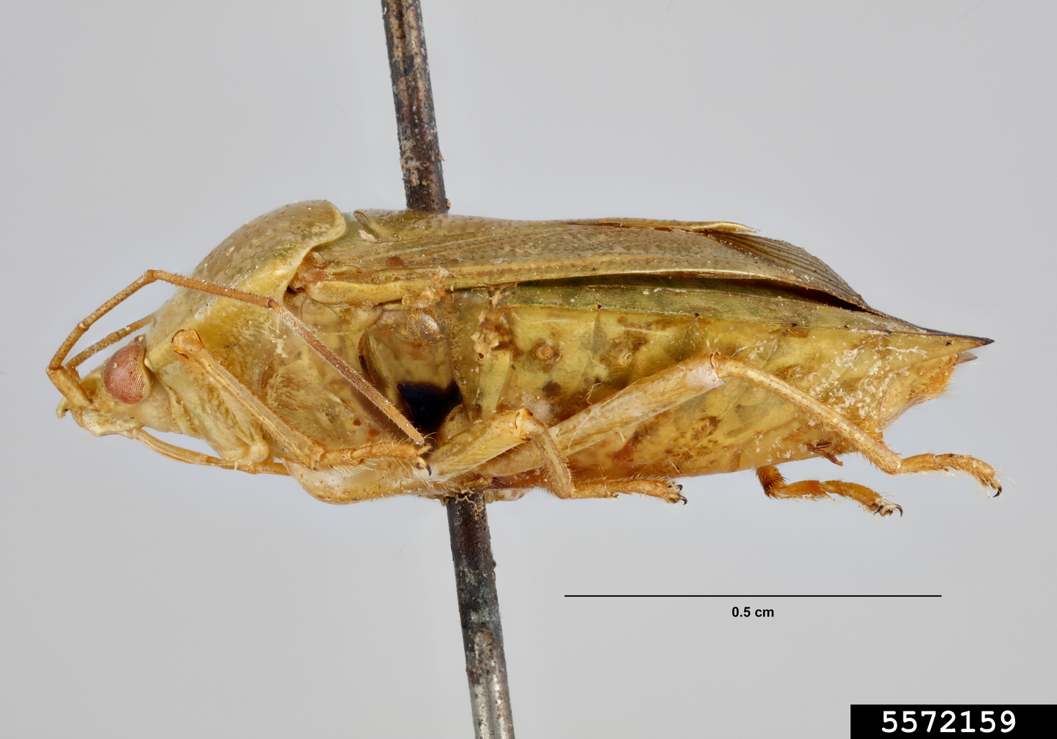 stink bug (Edessa rixosa Stal)