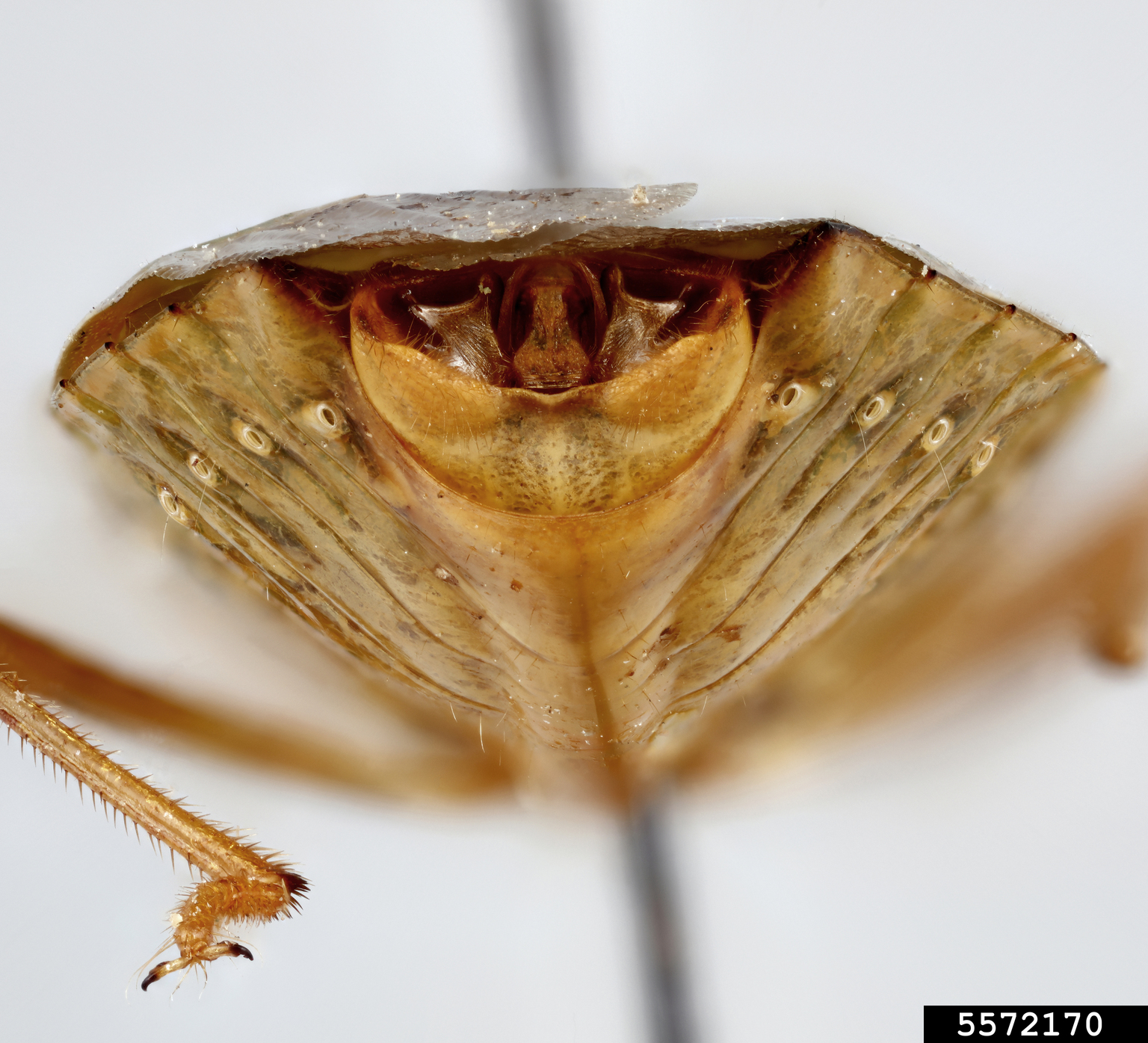 stink bug (Edessa rixosa Stal)