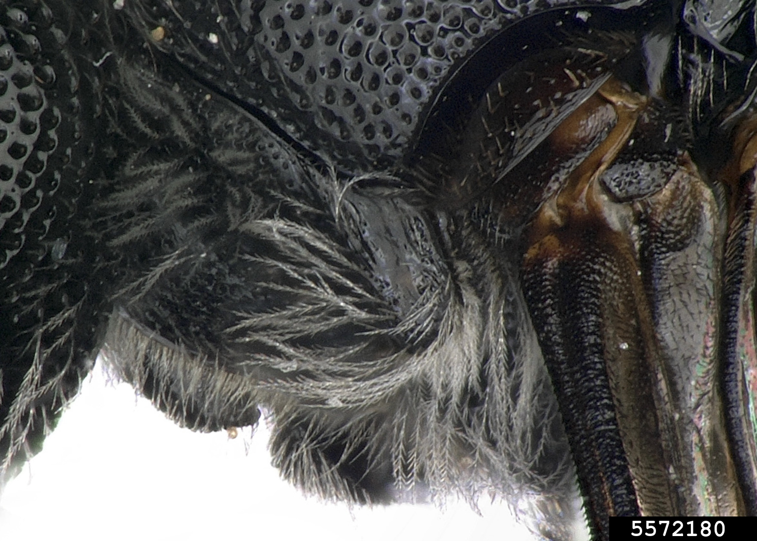 Bee (Protosmia capitata)