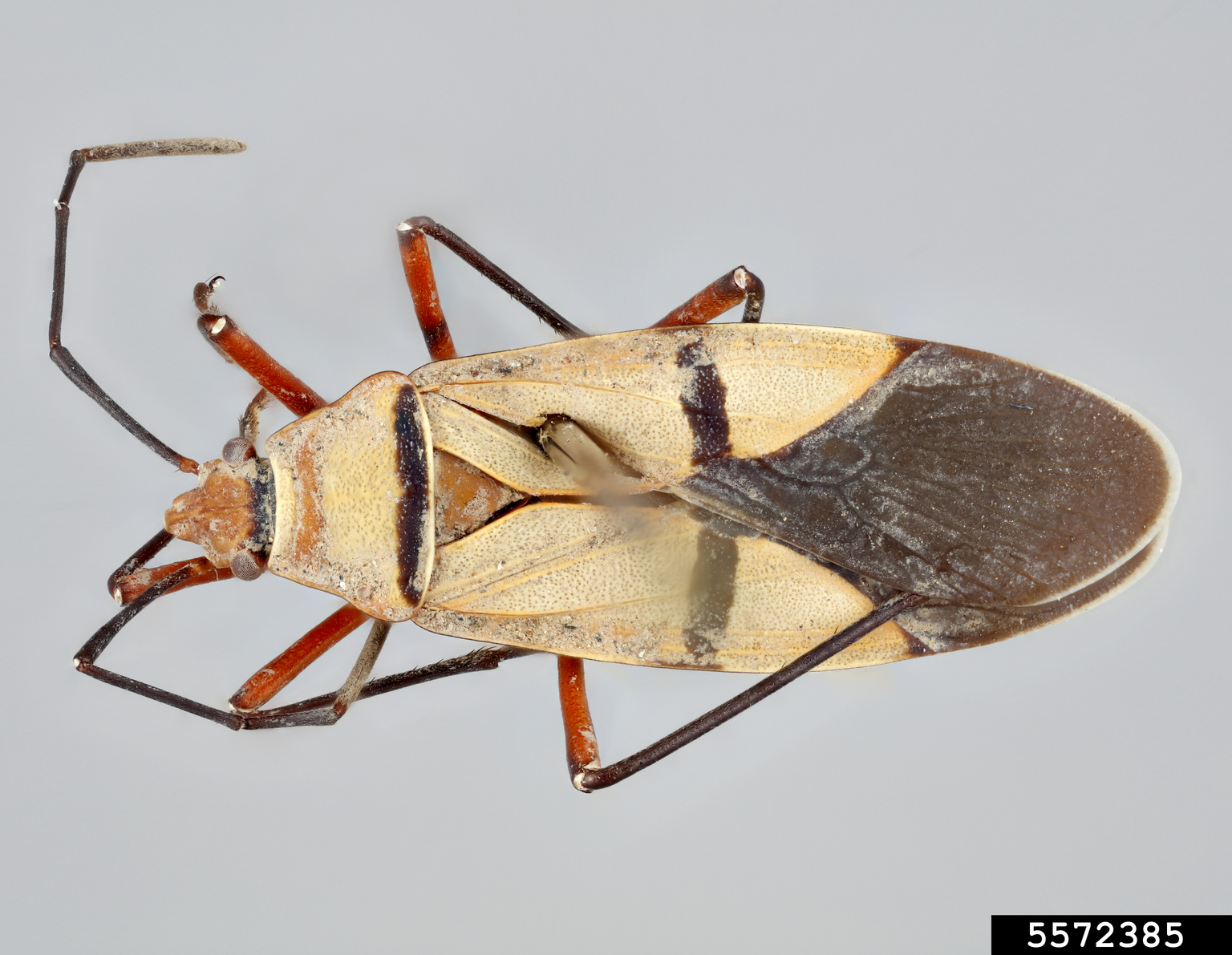 cotton stainer (Dysdercus fasciatus (Signoret, 1861))