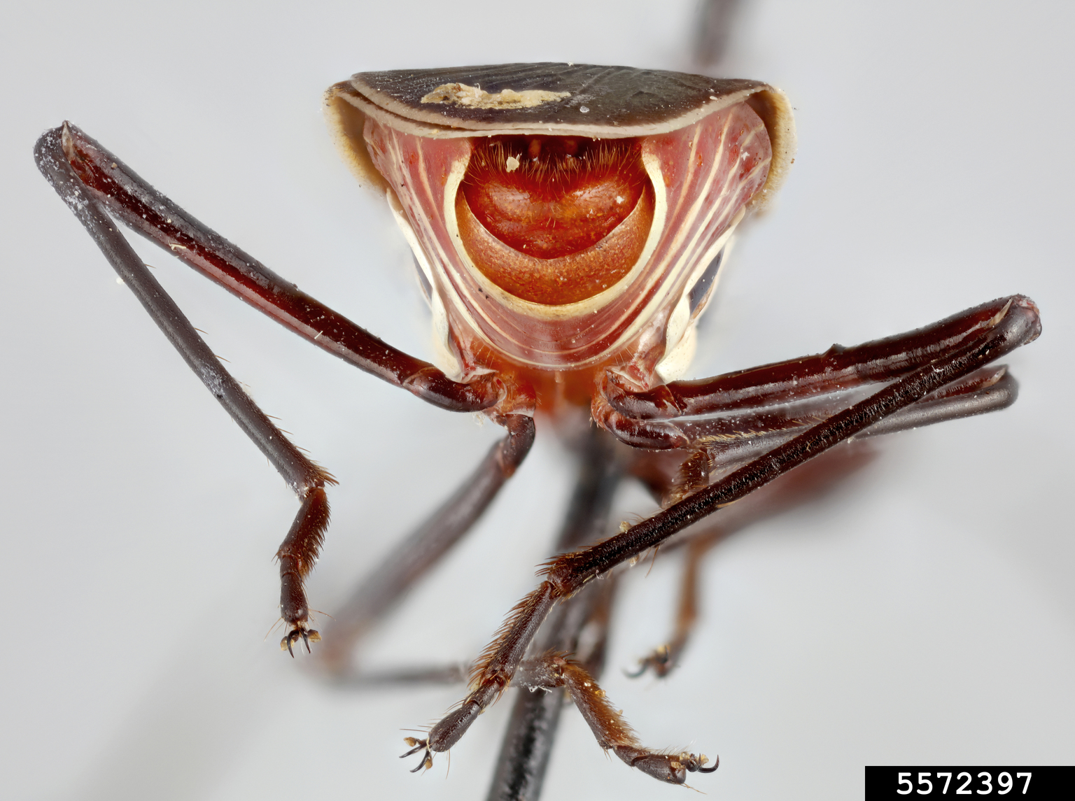 cotton stainer (Dysdercus mimuloides)