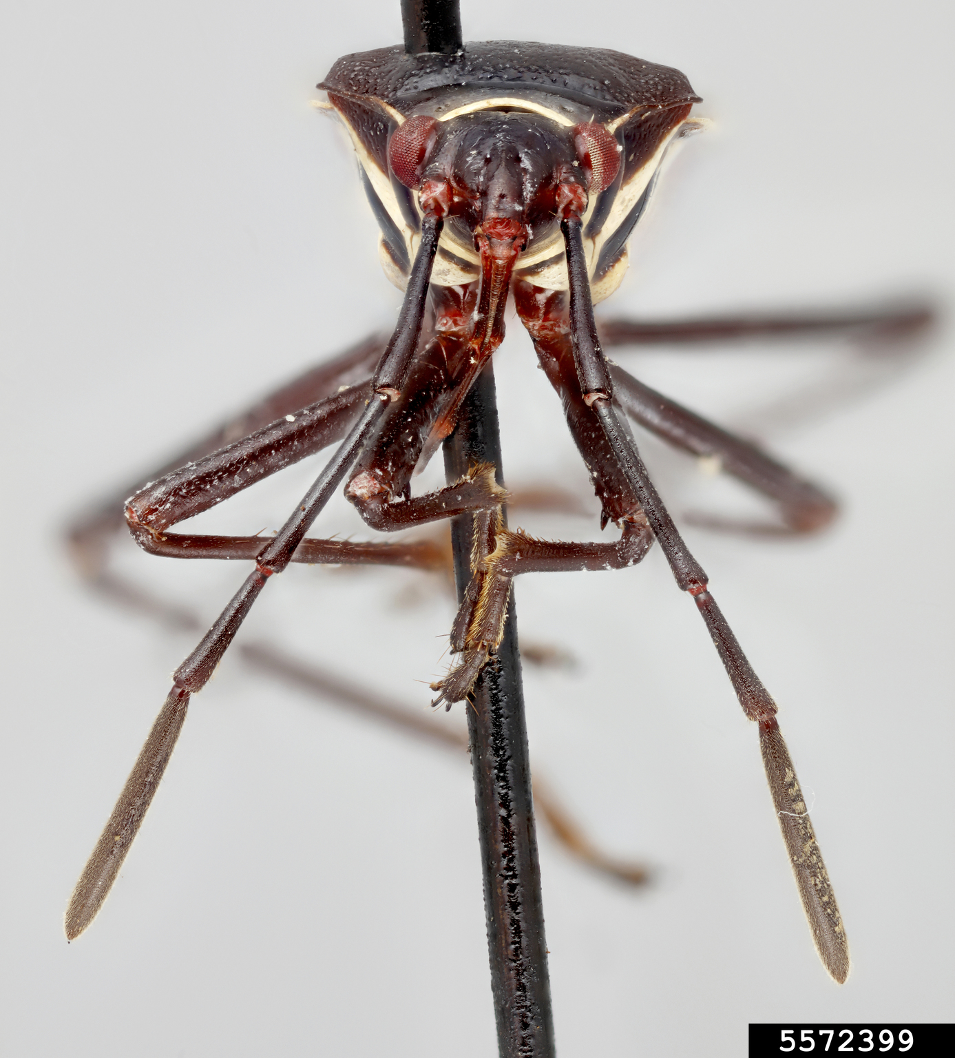 cotton stainer (Dysdercus mimuloides Blote)