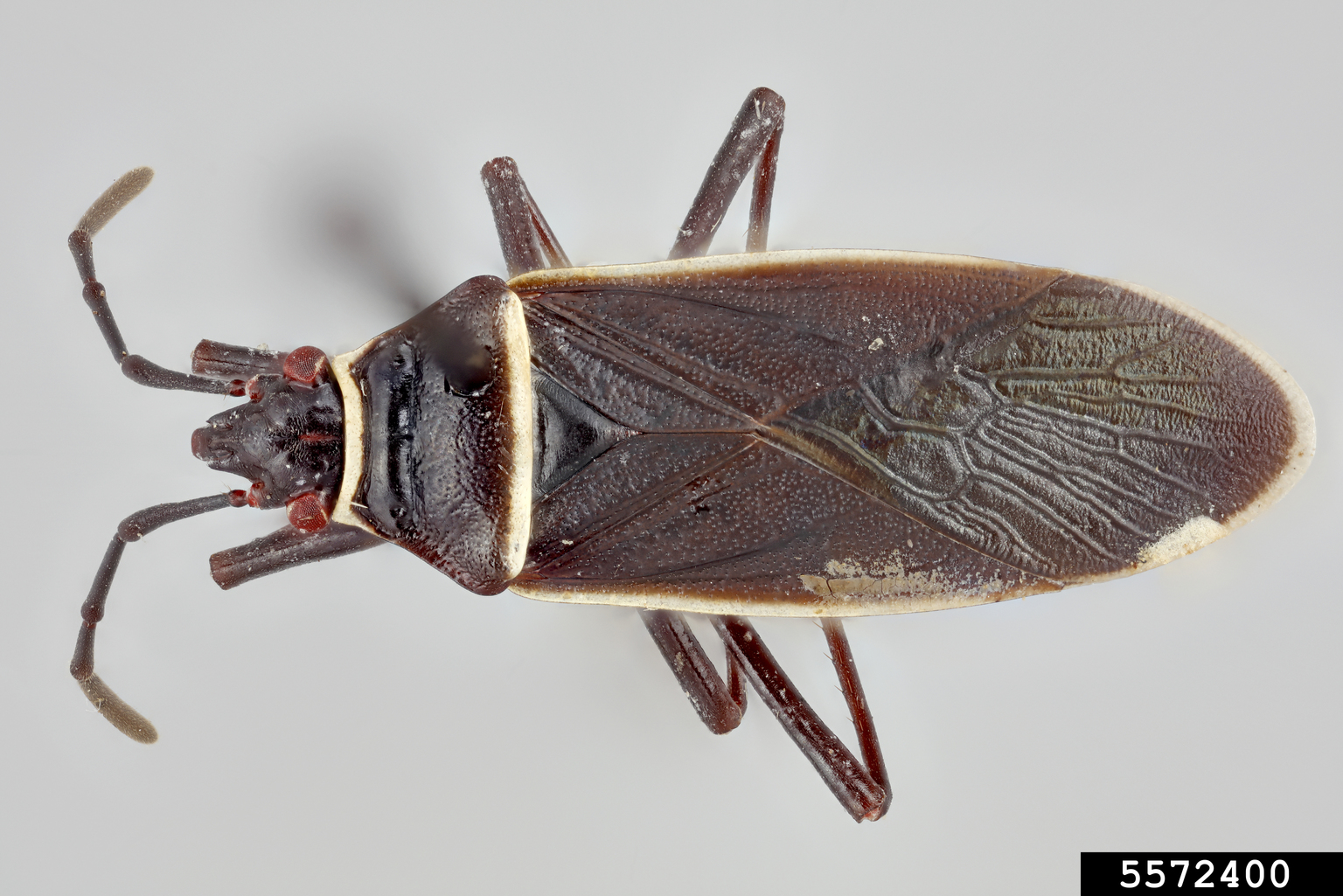 cotton stainer (Dysdercus mimuloides Blote)