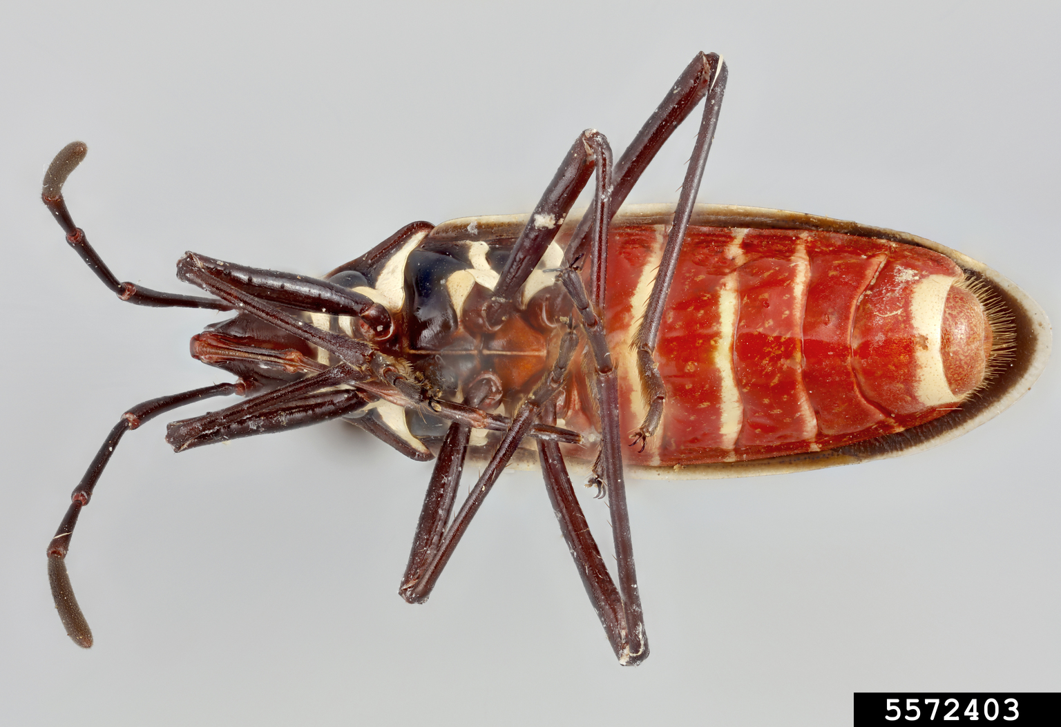 cotton stainer (Dysdercus mimuloides Blote)