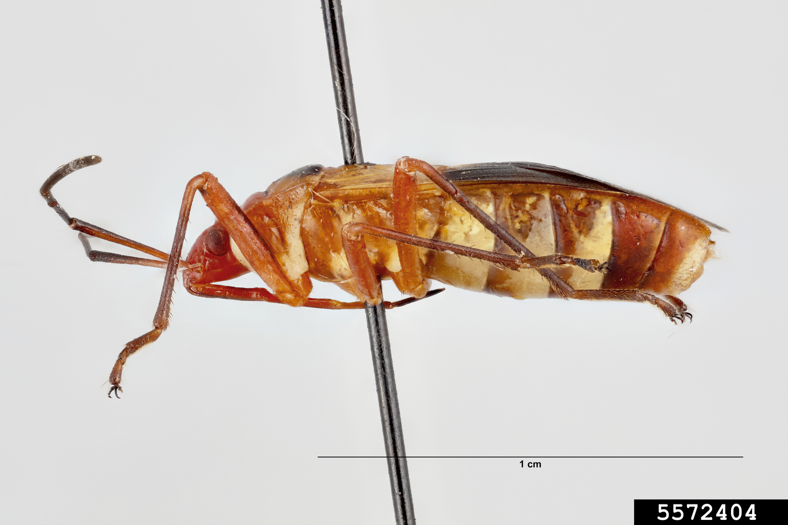 cotton stainer (Dysdercus obscuratus ssp. incertus)