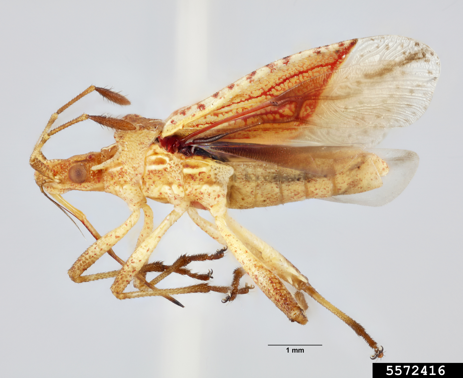 Scentless plant bug (Harmostes incisuratus Distant)