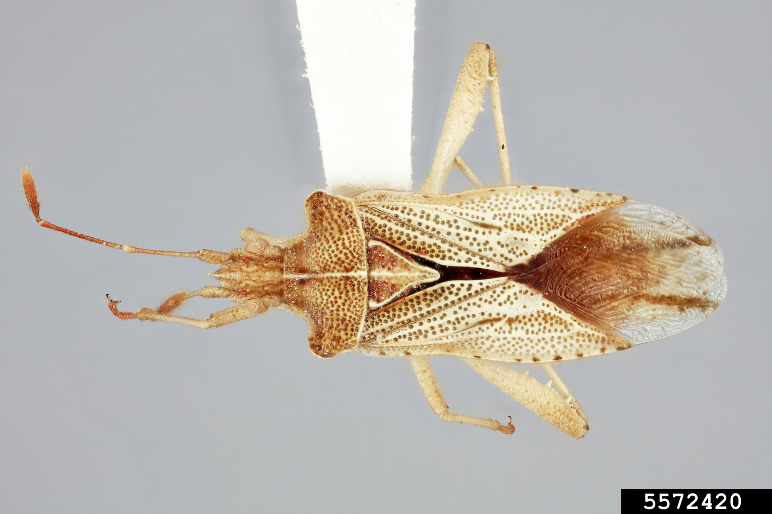 Scentless plant bug (Harmostes incisuratus)