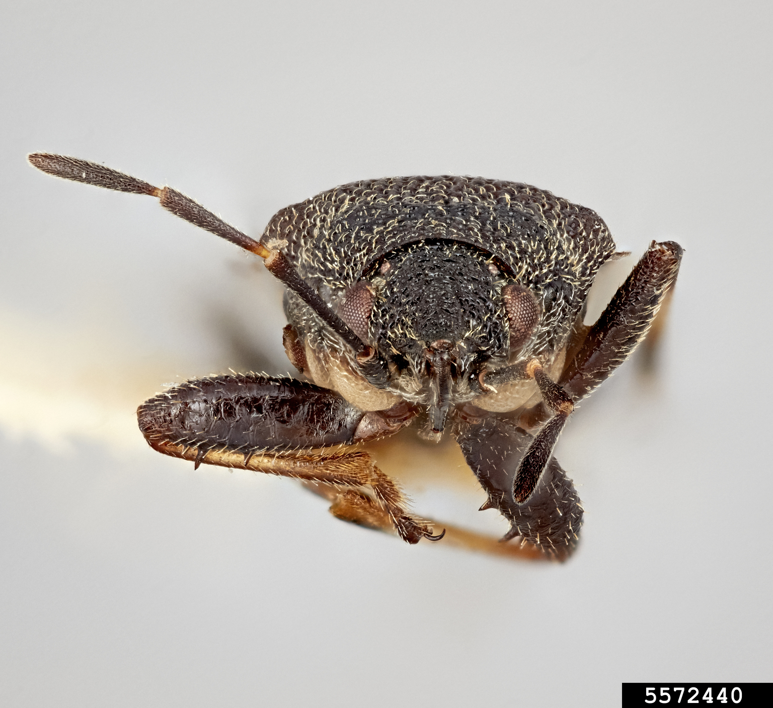 True bug (Oxycarenus annulipes (Germar))