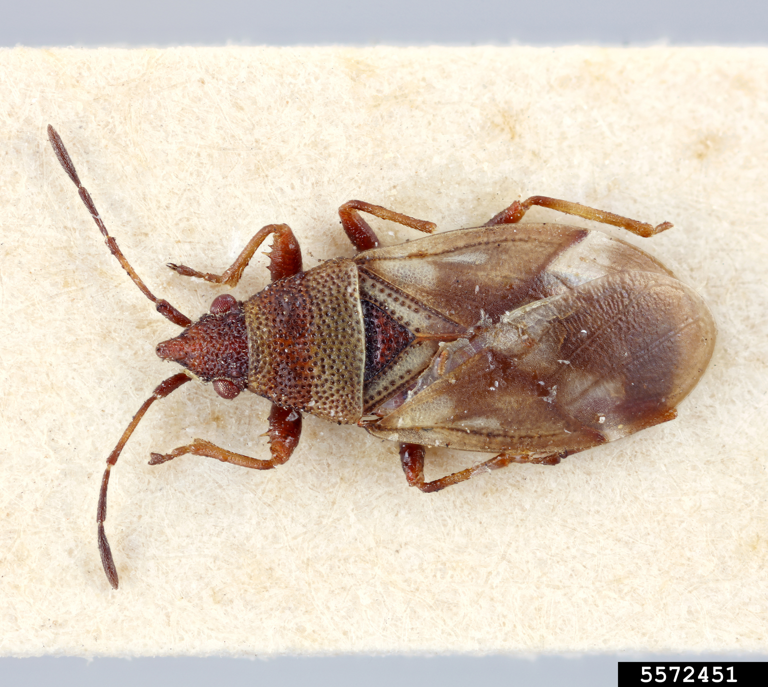 True bug (Oxycarenus modestus)