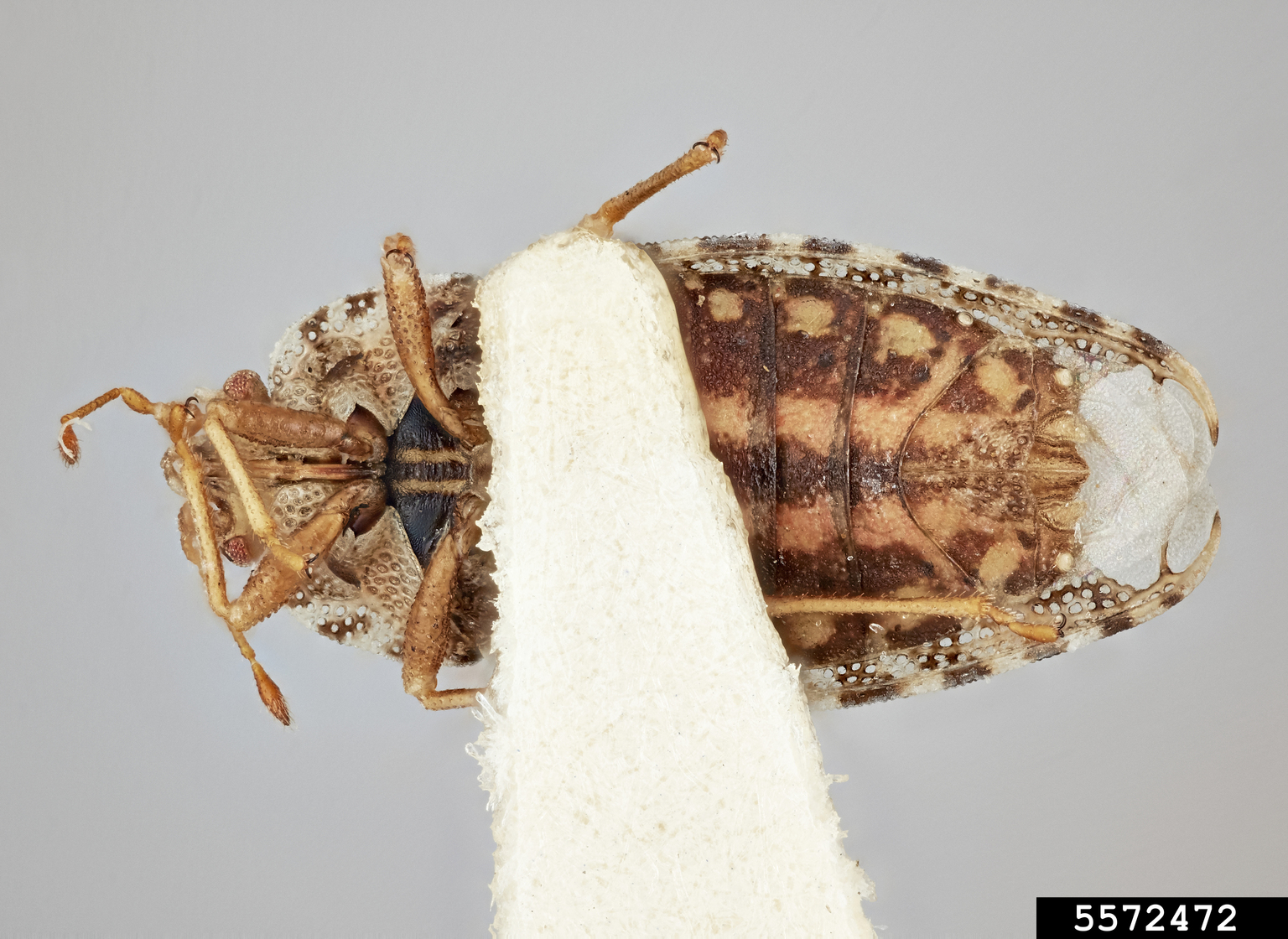 Ash-gray leaf bug (Parapiesma quadratum (Fieber))