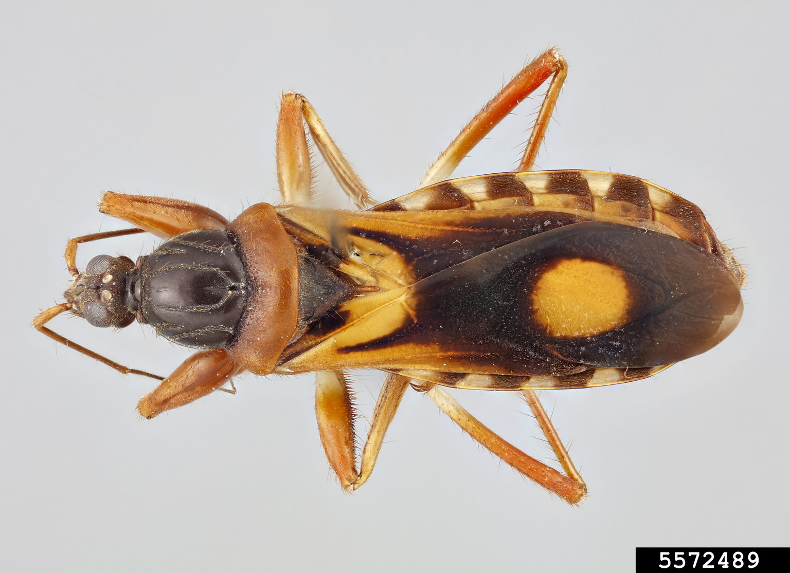 orangespotted assassin bug (Rasahus biguttatus (Say, 1832))