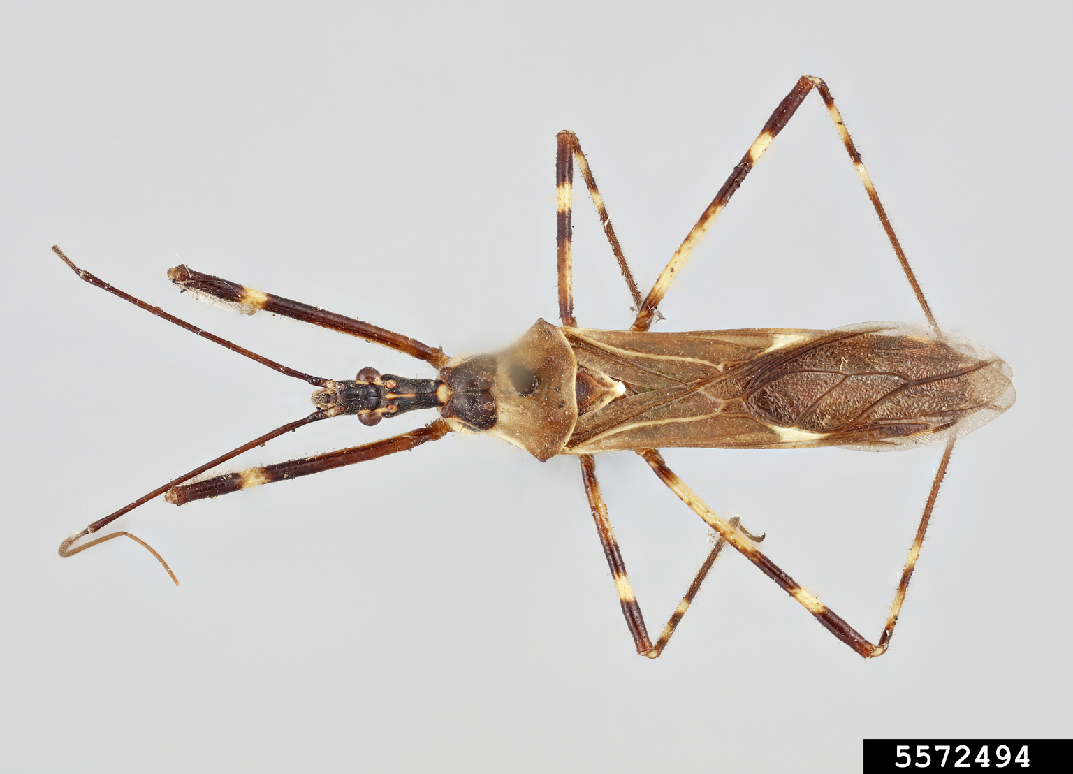 assassin bug (Zelus tetracanthus)