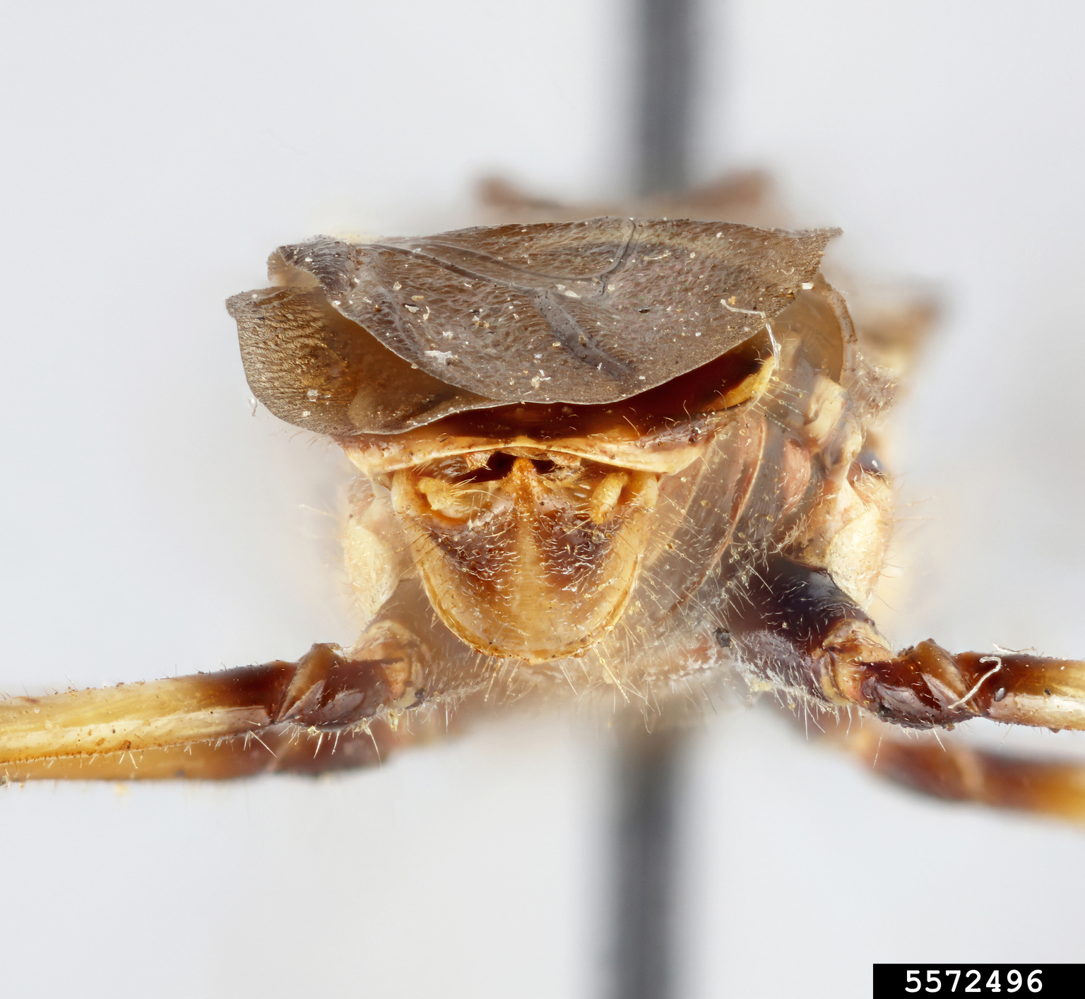 assassin bug (Zelus tetracanthus)