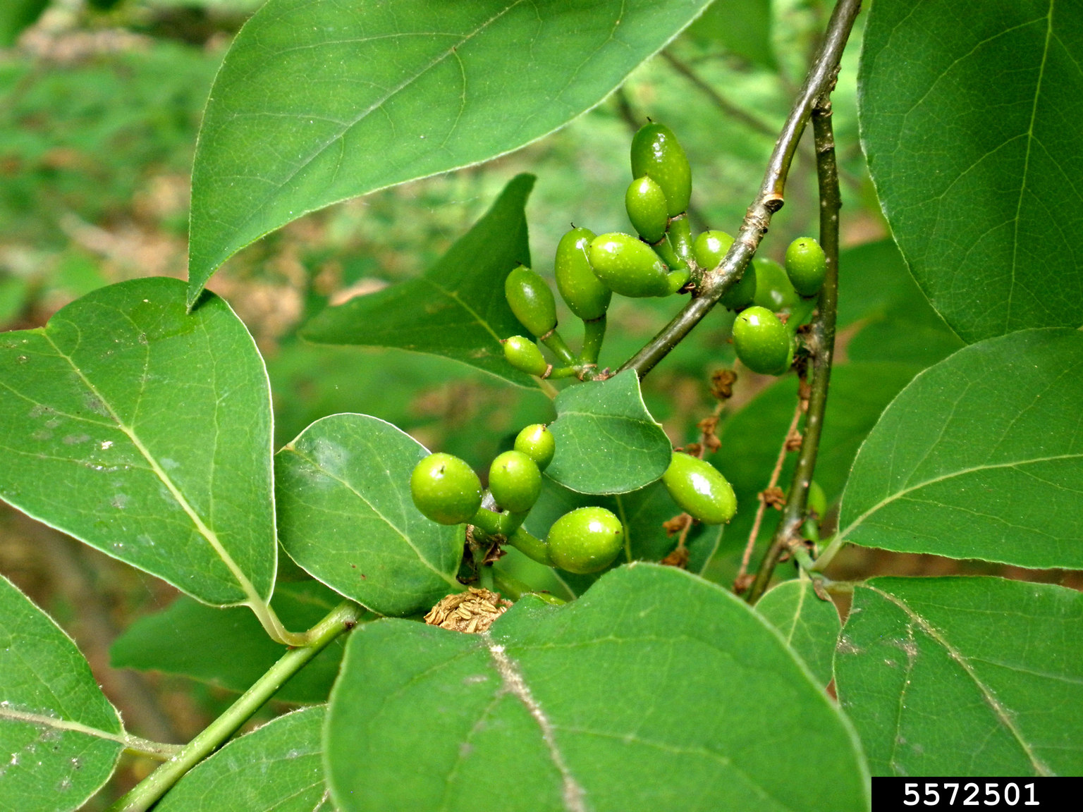 northern spicebush (Lindera benzoin (L.) Blume)