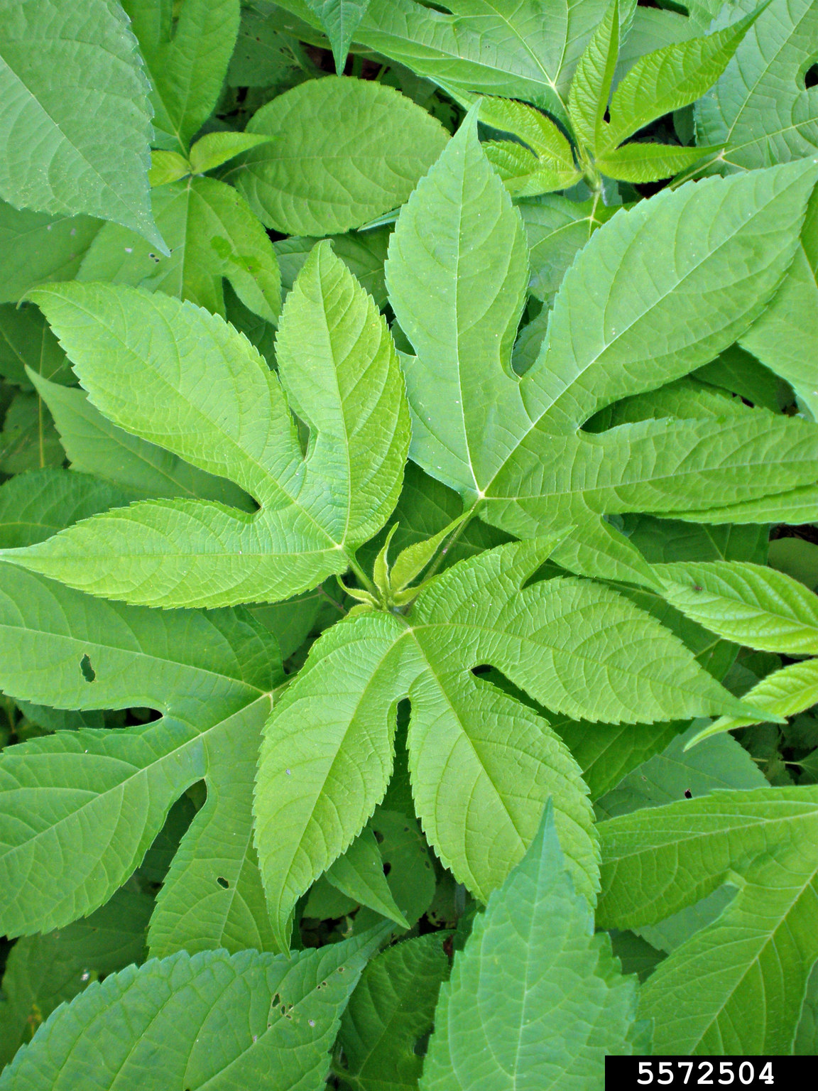 giant ragweed (Ambrosia trifida)