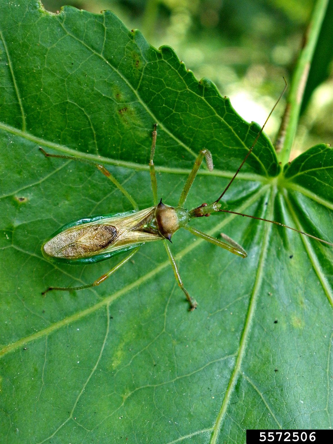 assassin bug (Zelus luridus Stal, 1862)