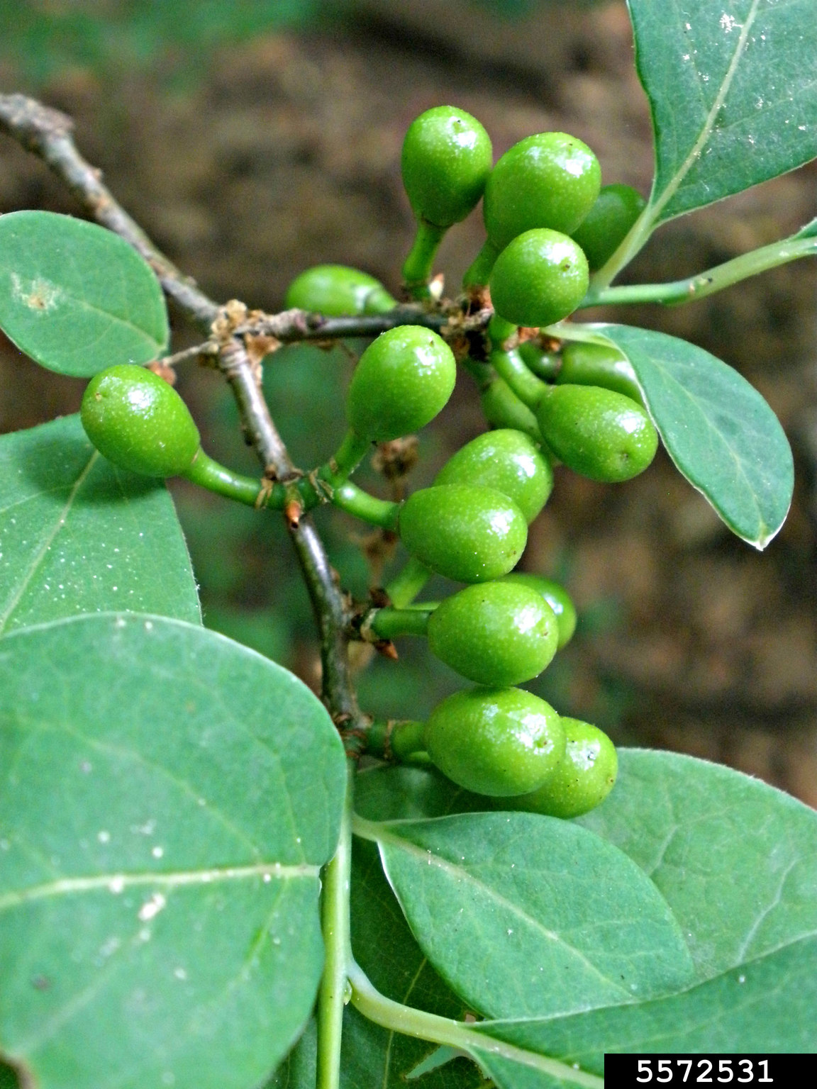northern spicebush (Lindera benzoin)