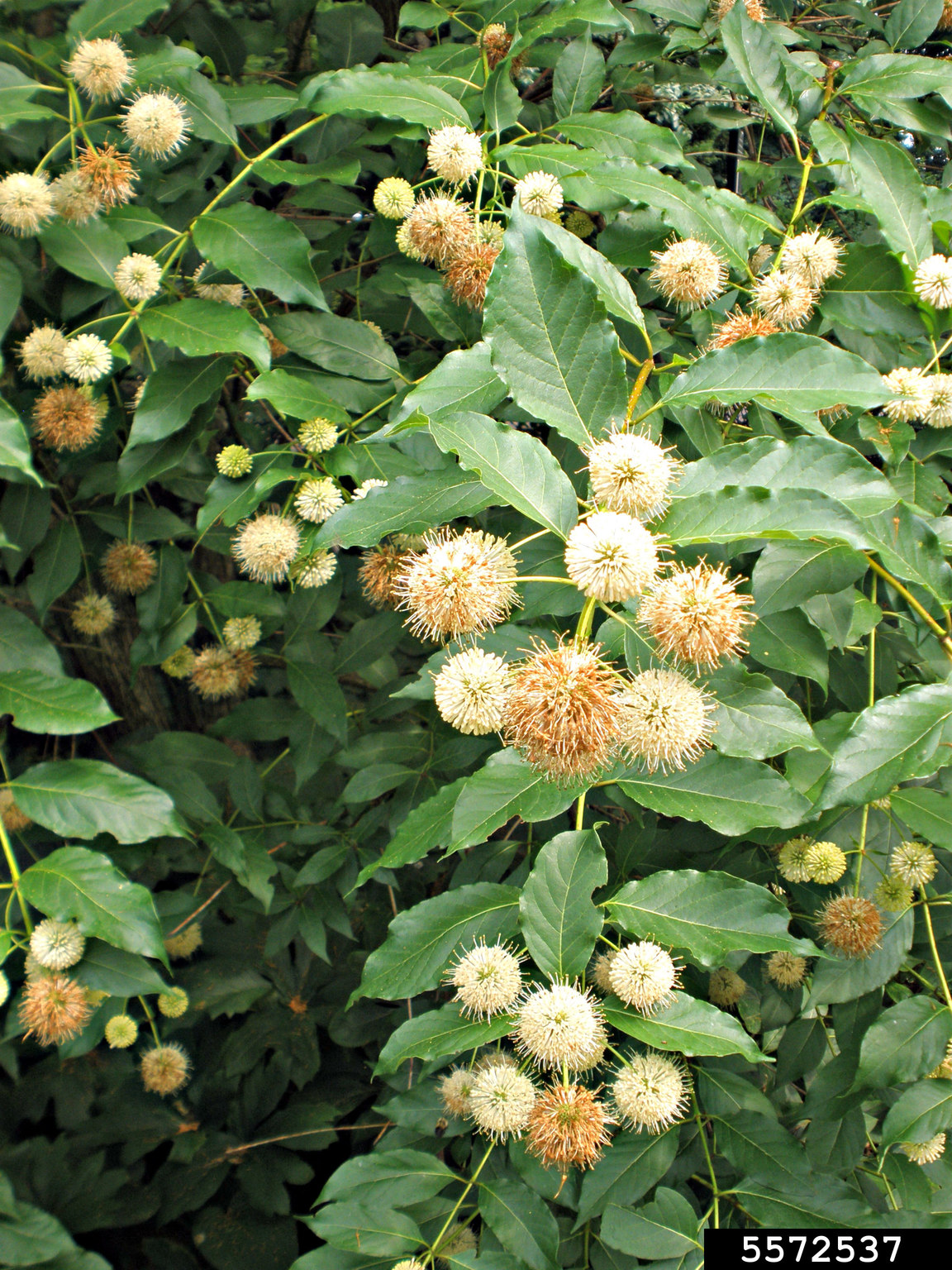 buttonbush (Cephalanthus occidentalis)