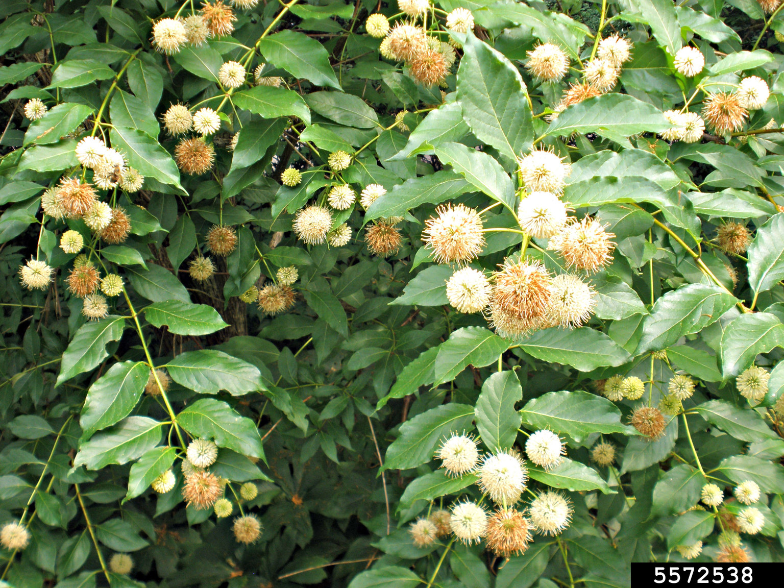 buttonbush (Cephalanthus occidentalis)