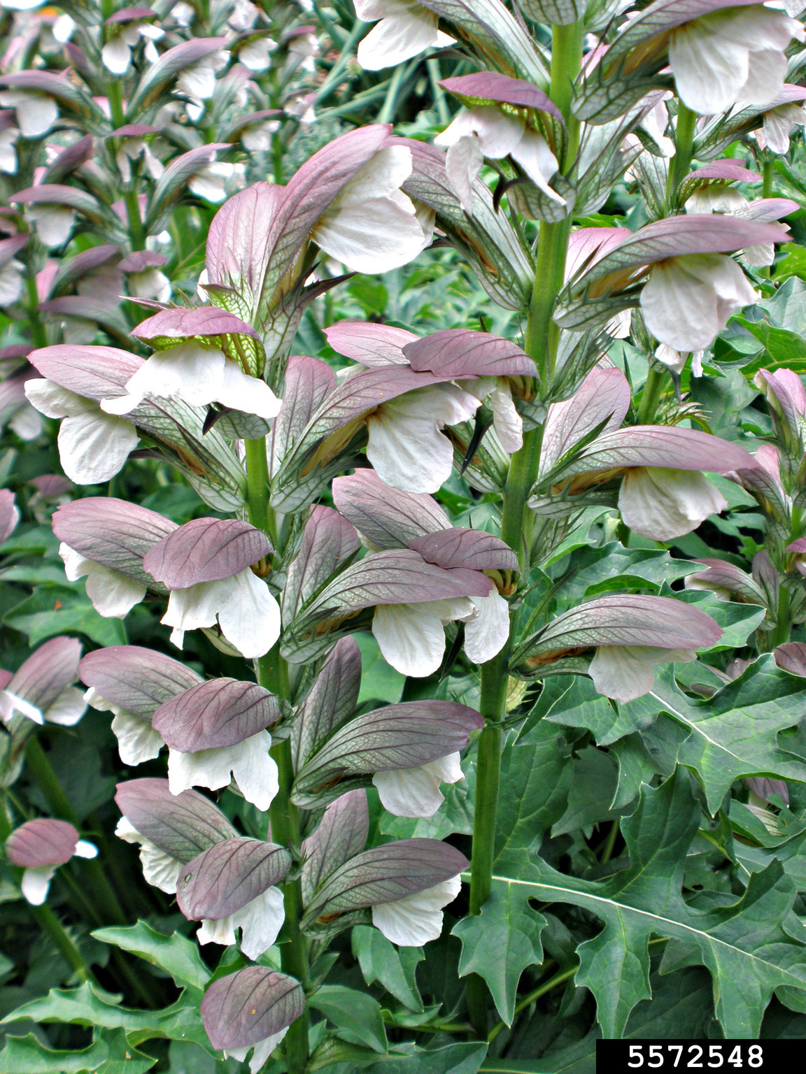 bear's breech (Acanthus mollis L.)