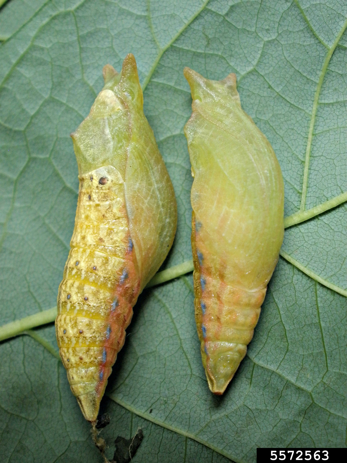 spicebush swallowtail (Papilio troilus ) on northern spicebush (Lindera ...