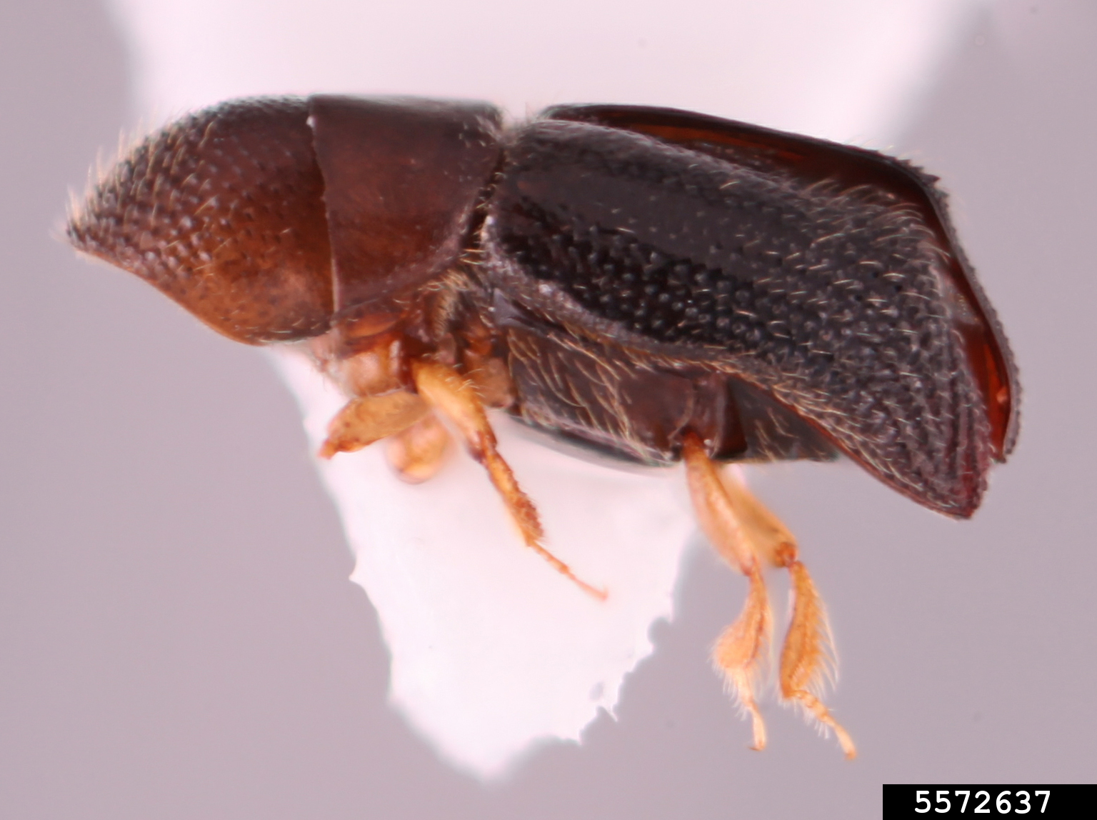 ambrosia beetle (Arixyleborus silvanus Smith, Beaver, Cognato, 2020)