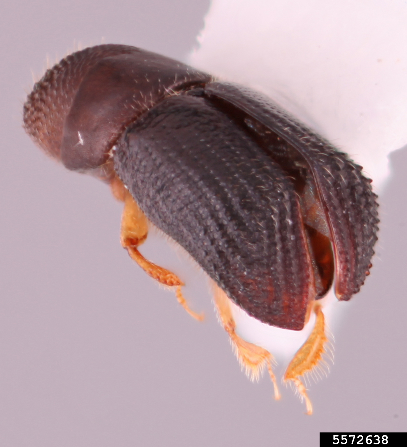 ambrosia beetle (Arixyleborus silvanus Smith, Beaver, Cognato, 2020)