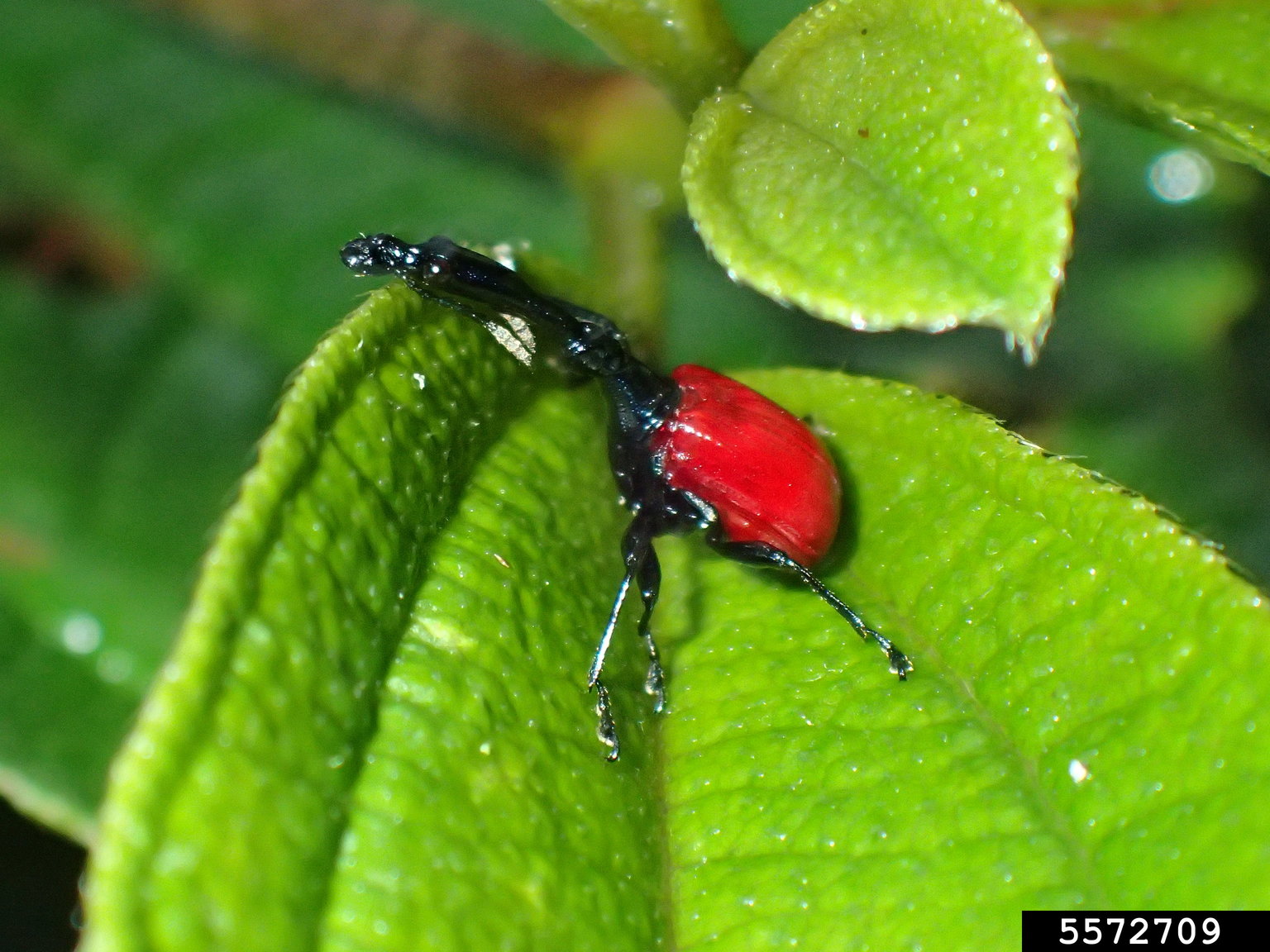 giraffe weevil (Trachelophorus giraffa)