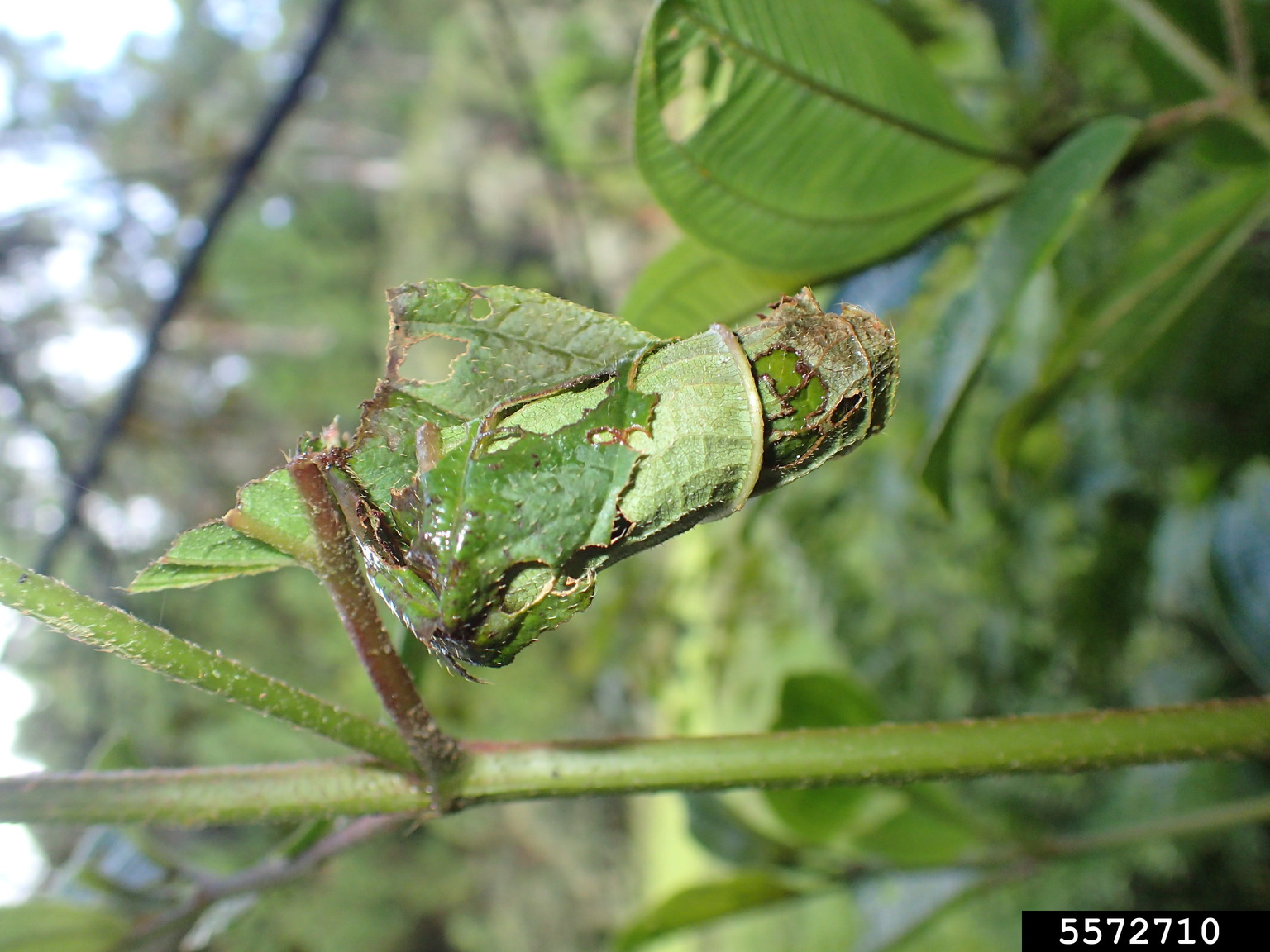 giraffe weevil (Trachelophorus giraffa Voss, 1929)